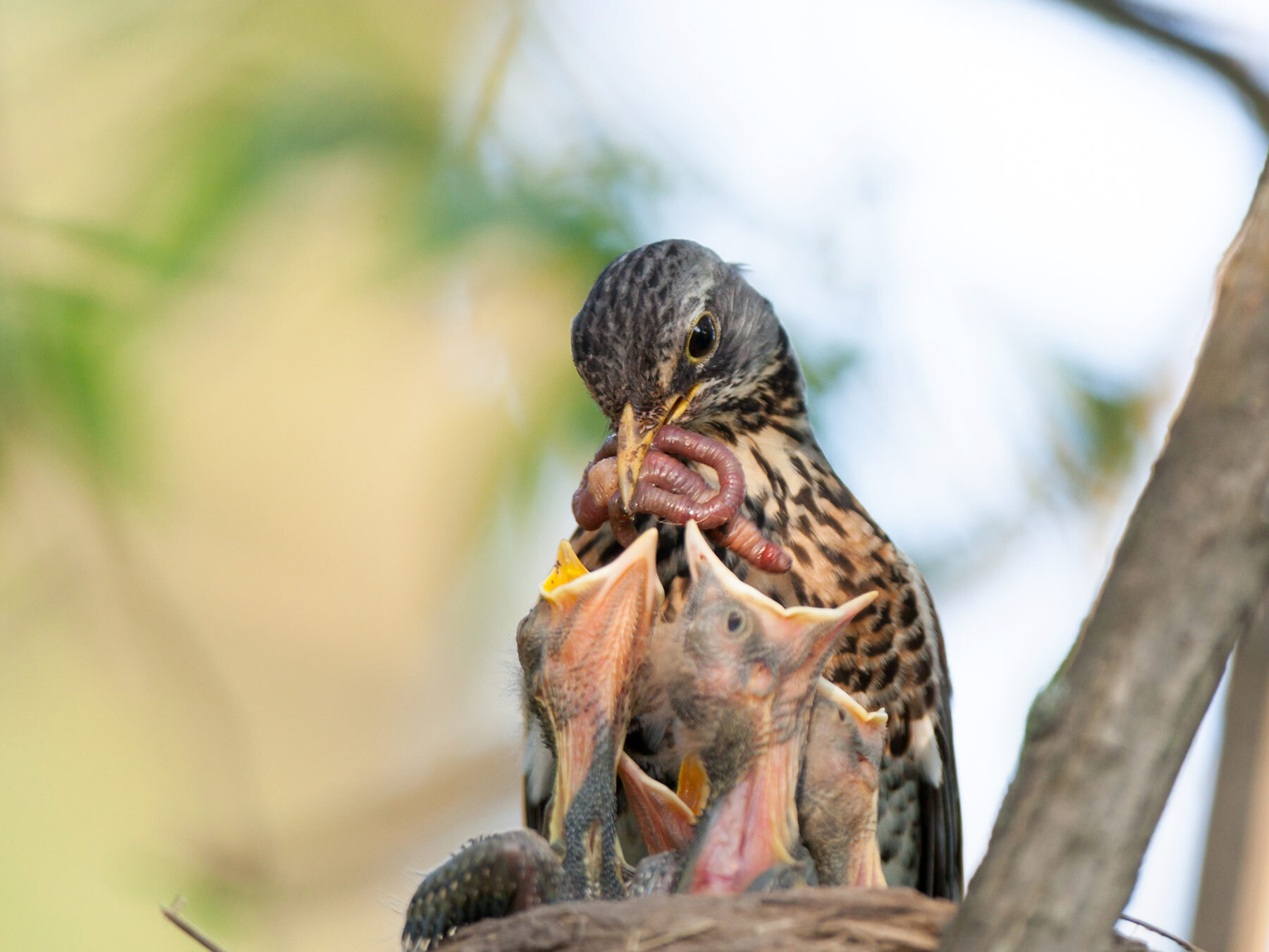 Fieldfare Bird Facts (Turdus pilaris) | Birdfact