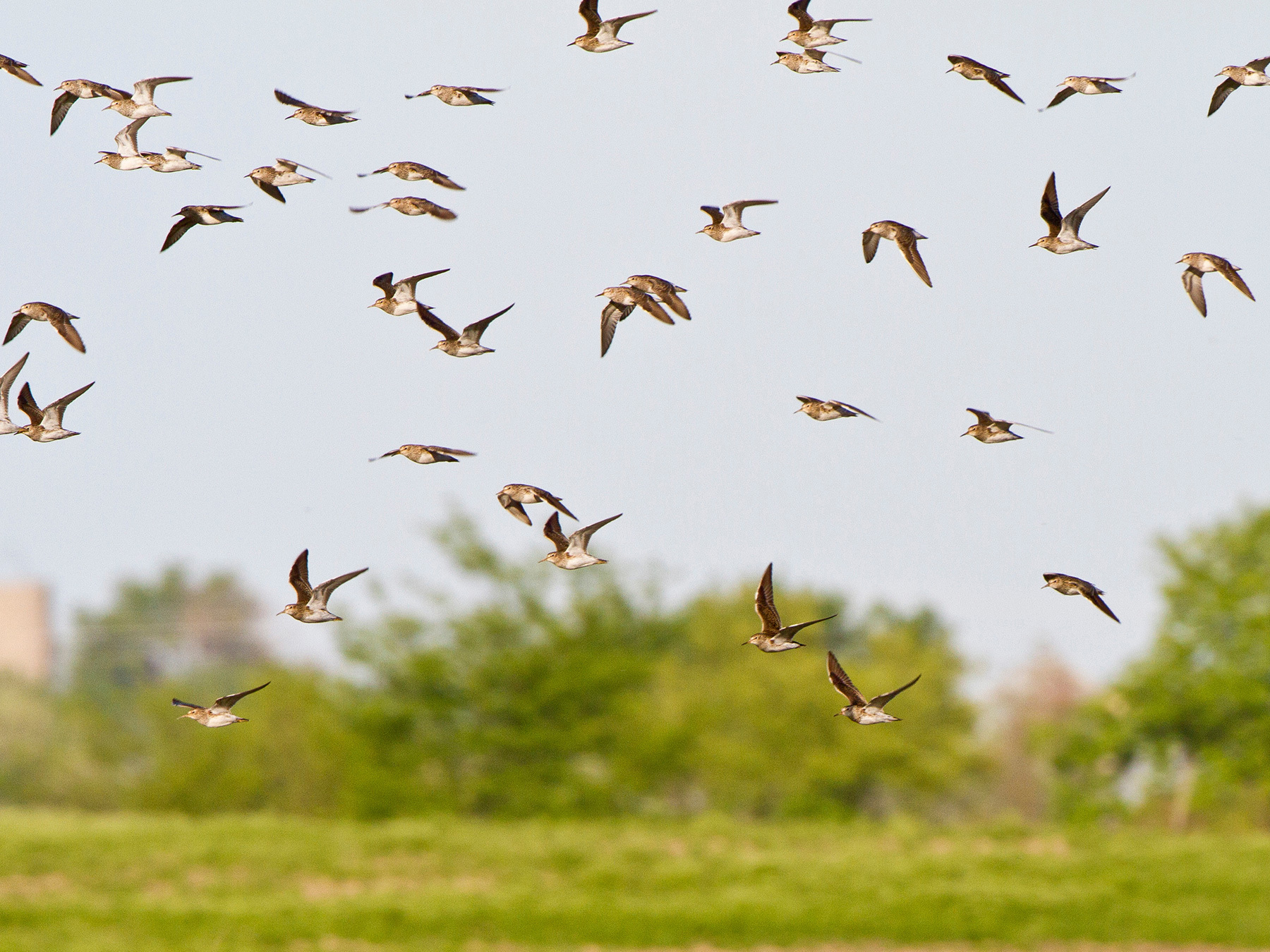 Pectoral Sandpiper Bird Facts (Calidris melanotos) | Birdfact