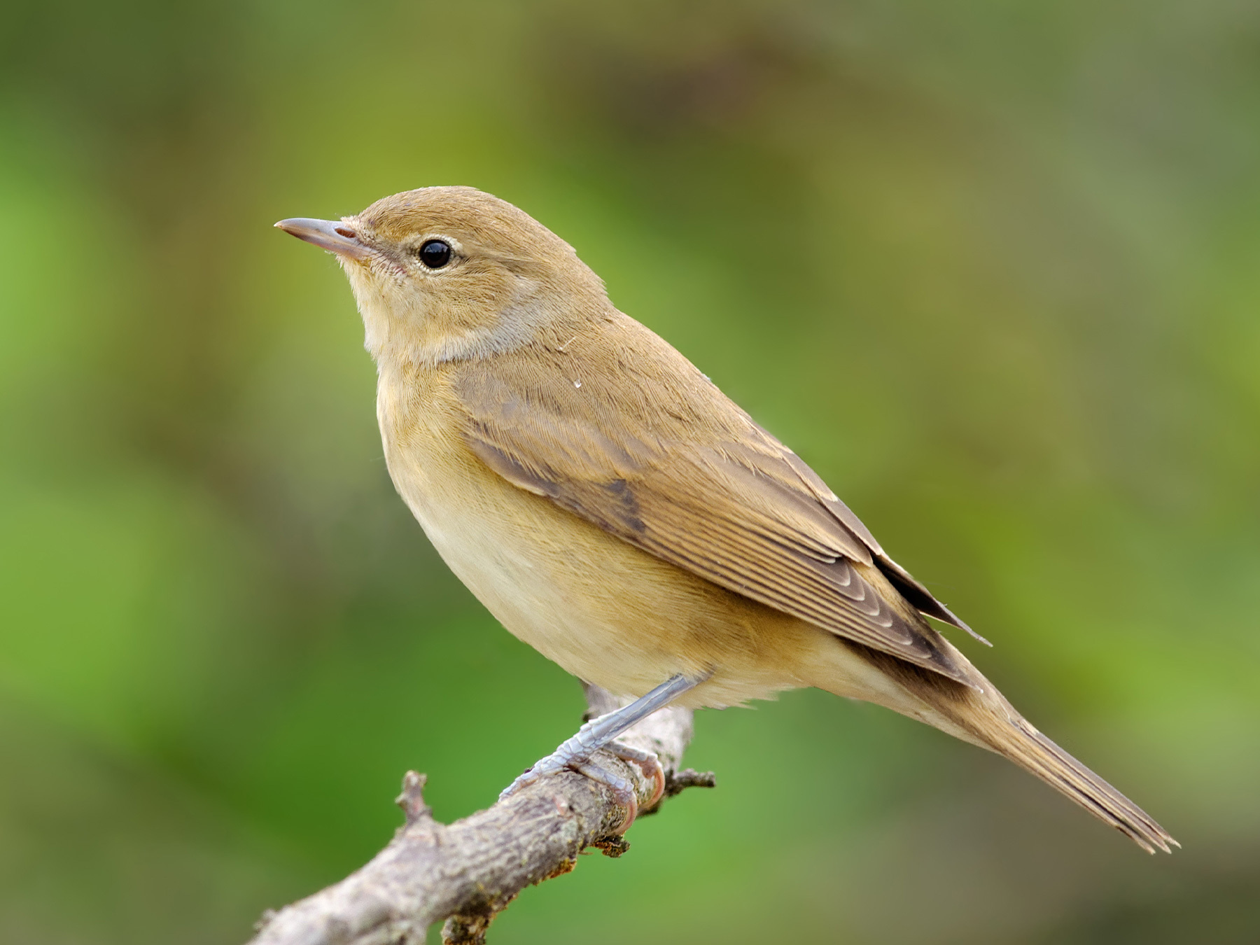 Garden Warbler Bird Facts (Sylvia borin) | Birdfact