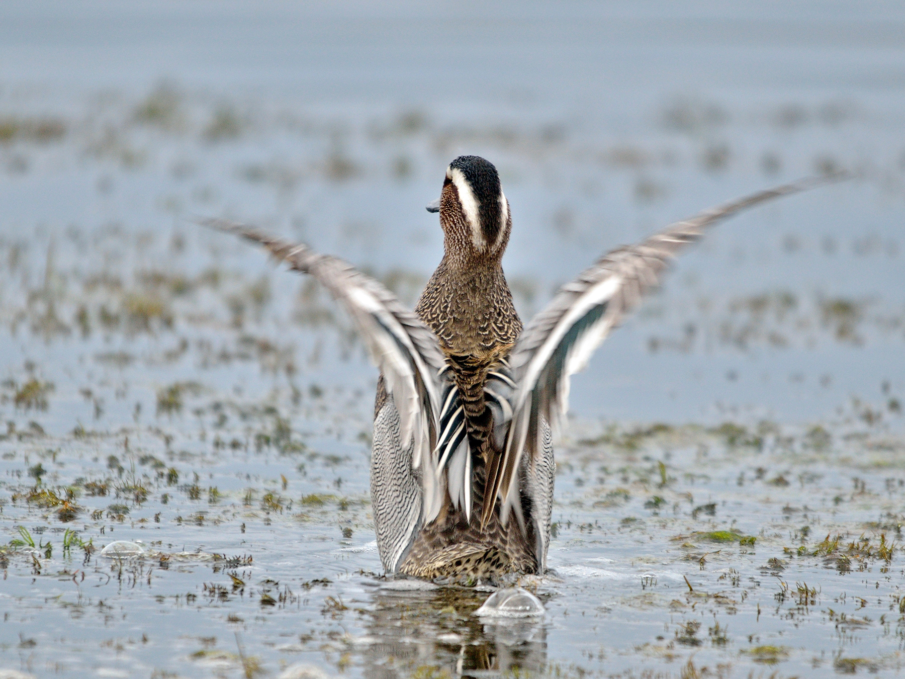 Garganey Bird Facts (Spatula querquedula) | Birdfact