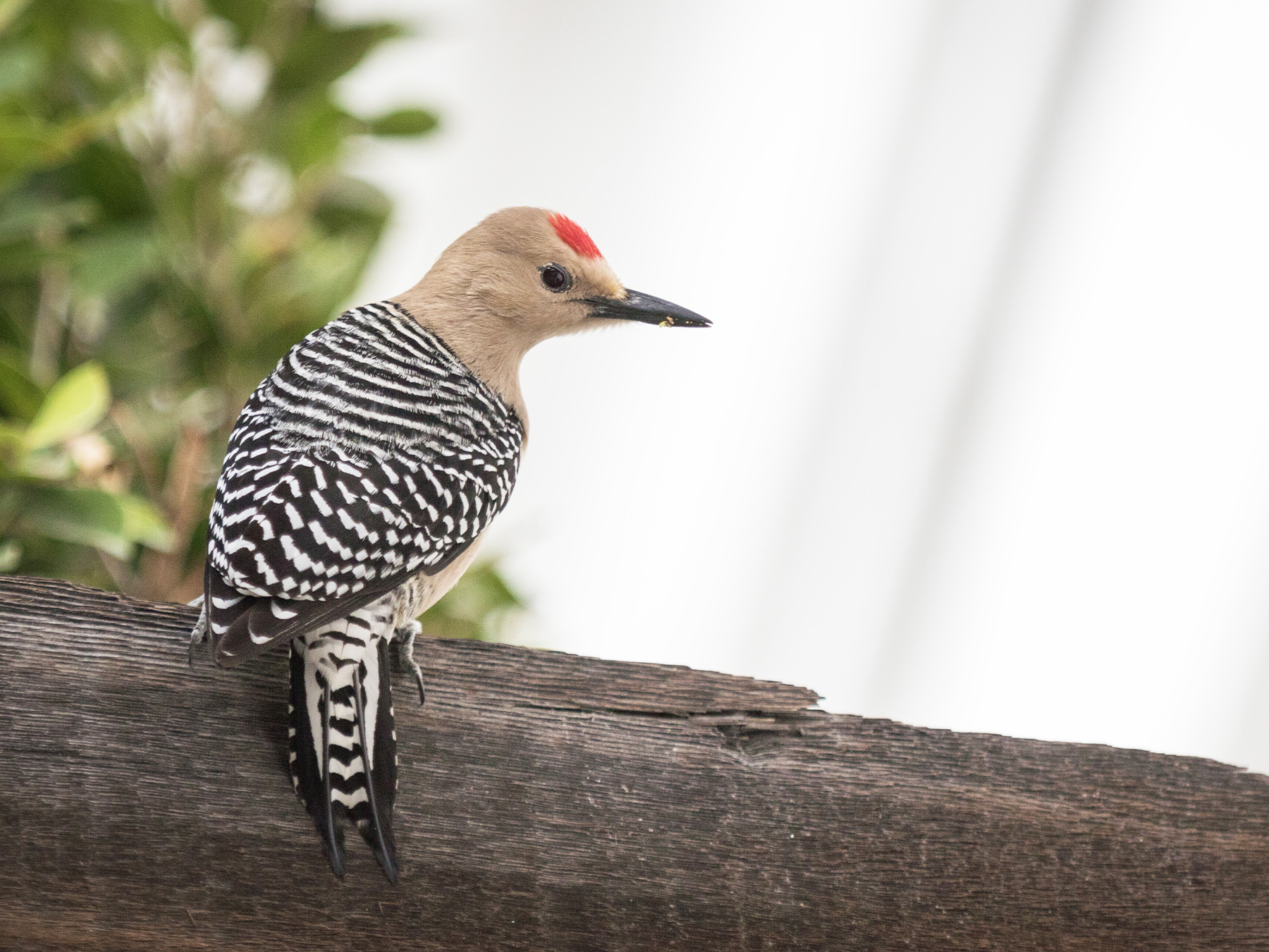 Gila Woodpecker Bird Facts (Melanerpes uropygialis) | Birdfact