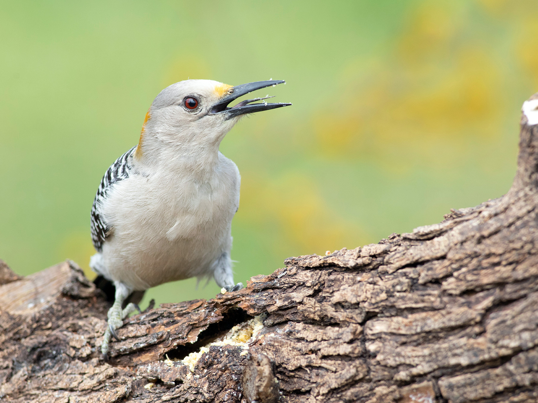 Golden-fronted Woodpecker Bird Facts (Melanerpes aurifrons) | Birdfact