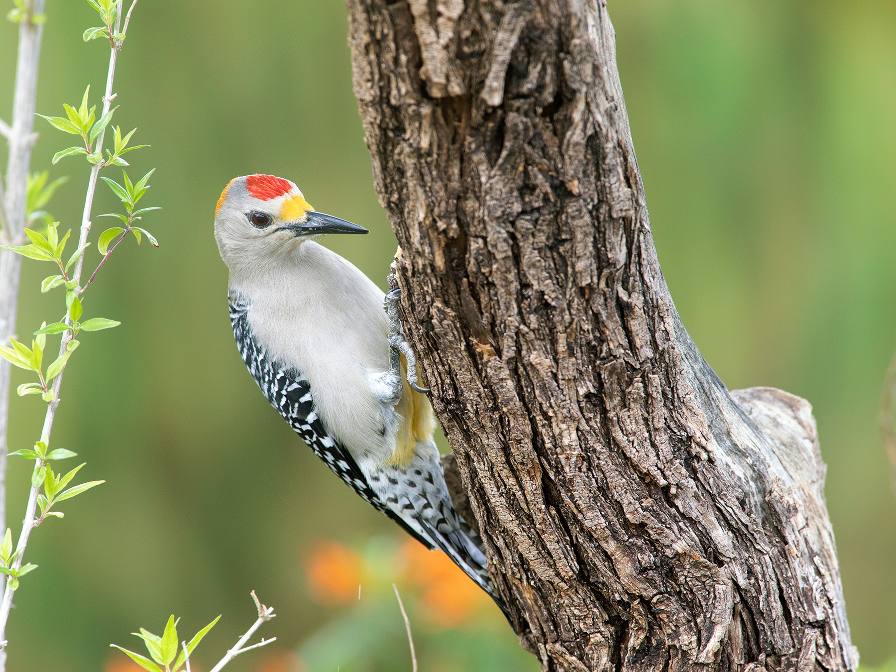Golden Fronted Woodpecker Bird Facts Melanerpes Aurifrons Birdfact