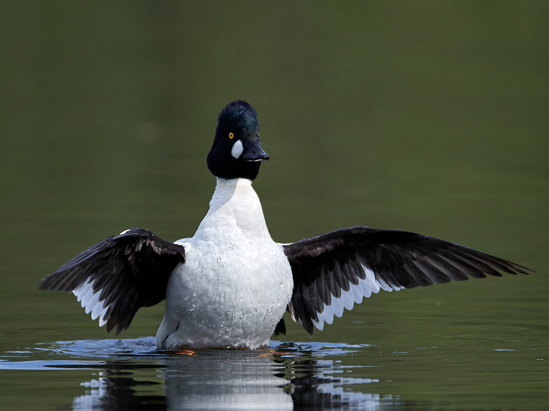 Goldeneye Bird Facts (Bucephala clangula) | Birdfact