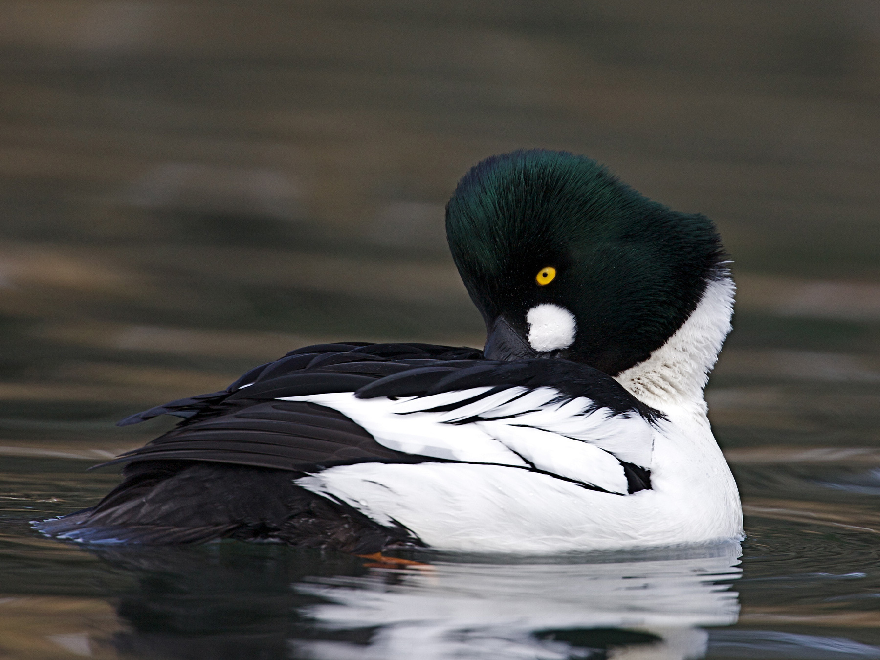 Goldeneye Bird Facts (Bucephala clangula) | Birdfact
