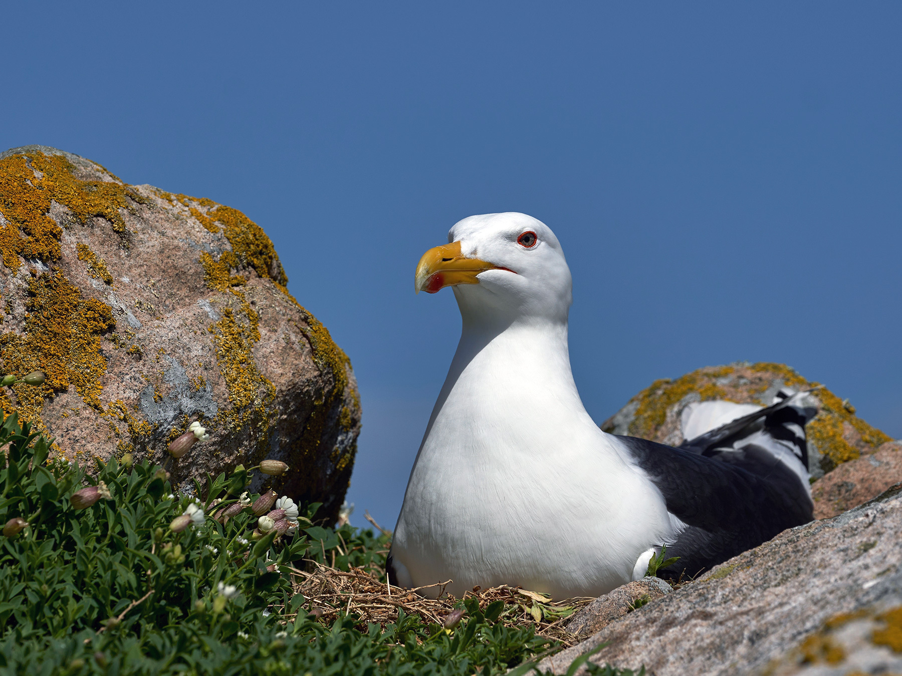 Great Black-Backed Gull Bird Facts (Larus marinus) | Birdfact
