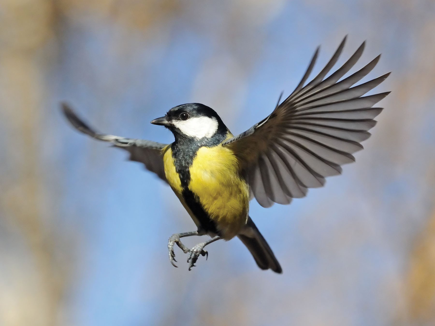 Great Tit Bird Facts (Parus major) | Birdfact