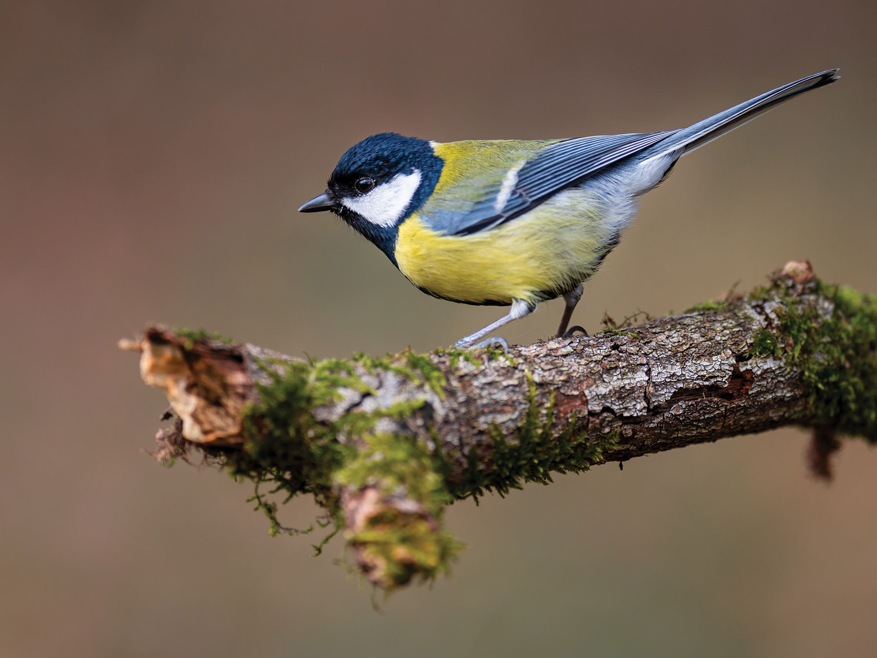 Great Tit Bird Facts (Parus major) | Birdfact