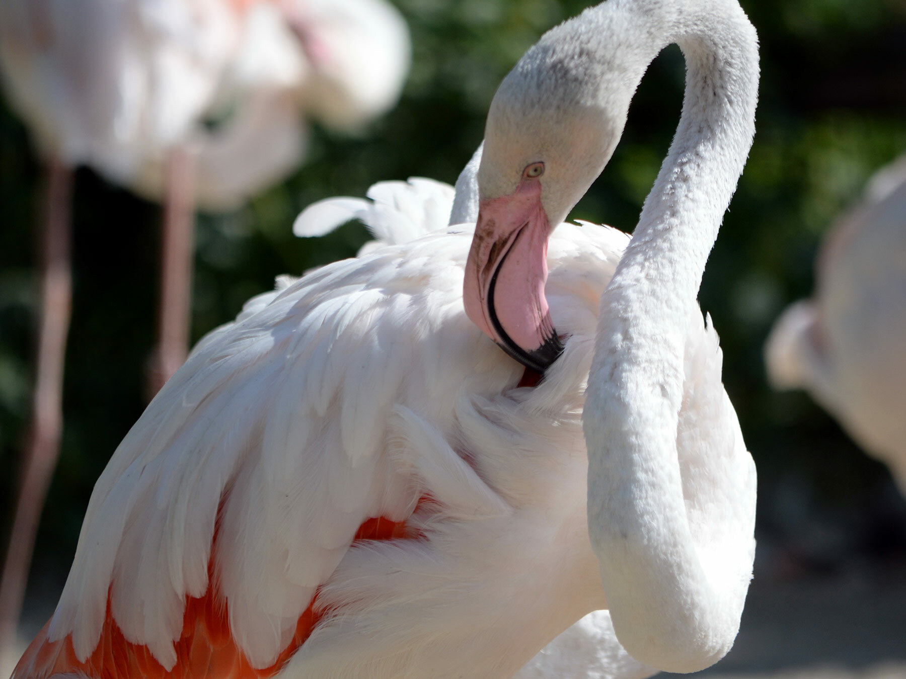 Greater Flamingo Bird Greater Flamingo BirdLife Cyprus