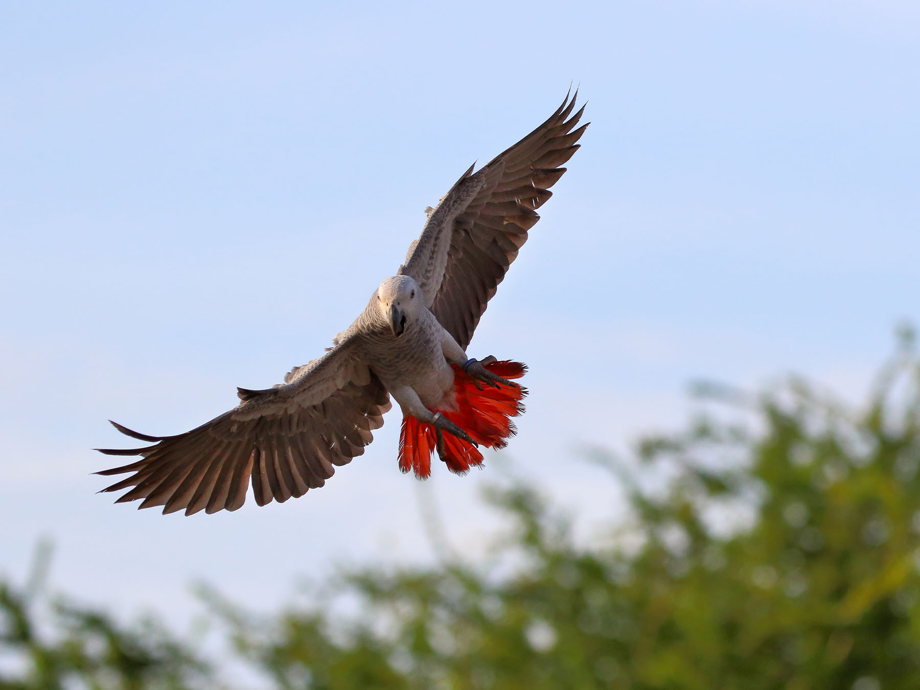 Grey Parrot Bird Facts (Psittacus erithacus) | Birdfact