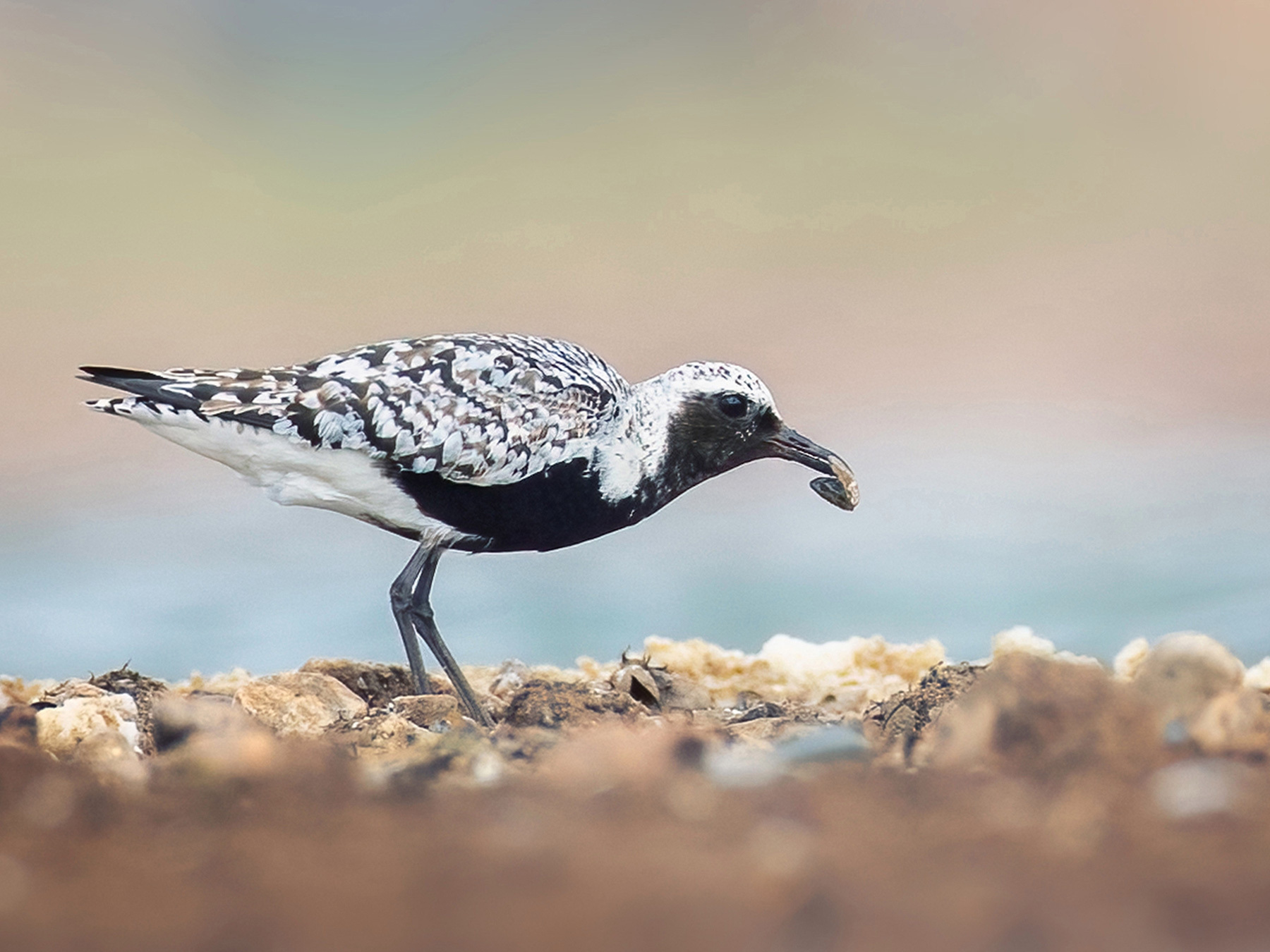 Grey Plover Bird Facts (Pluvialis squatarola) | Birdfact