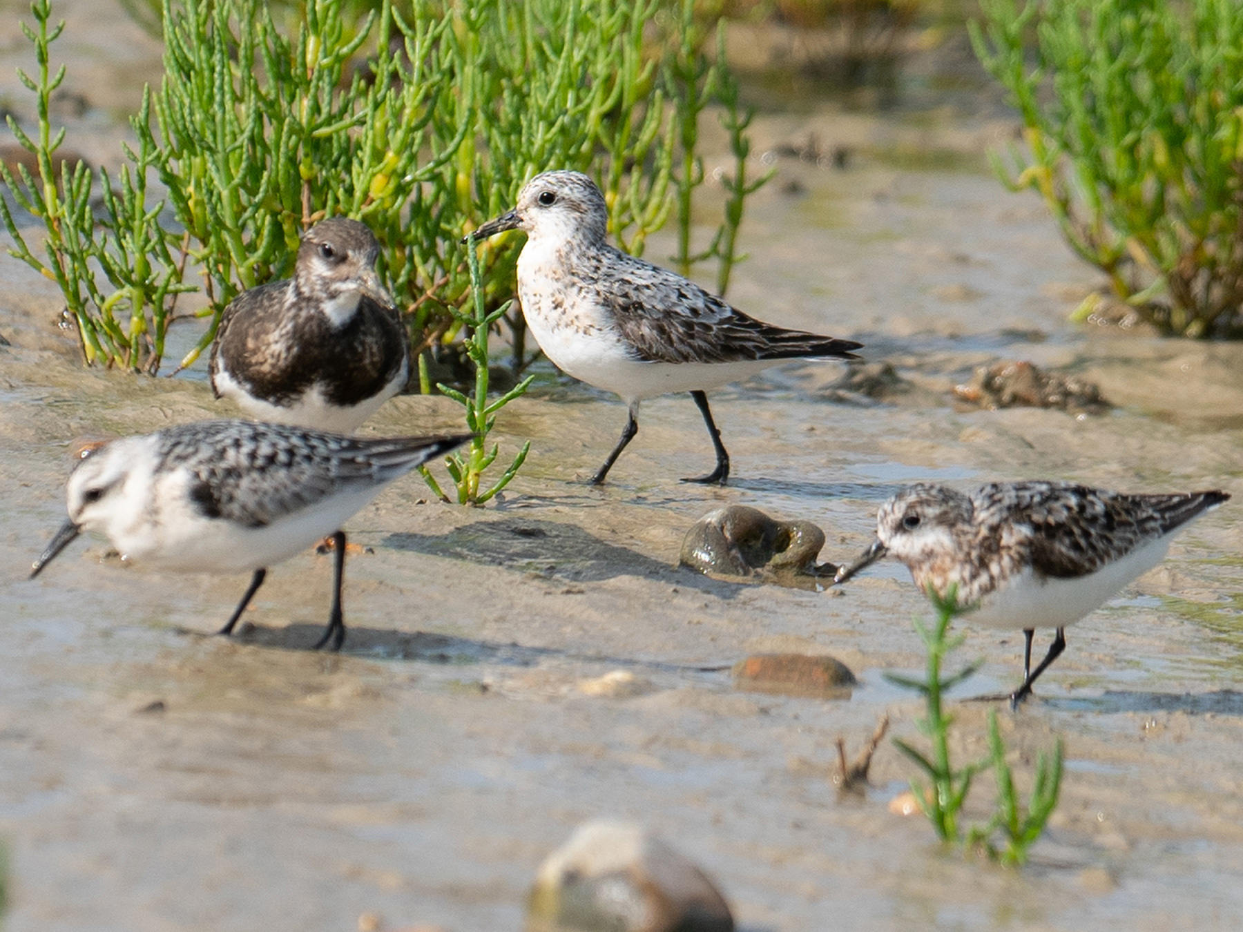 Grey Plover Bird Facts (Pluvialis squatarola) | Birdfact