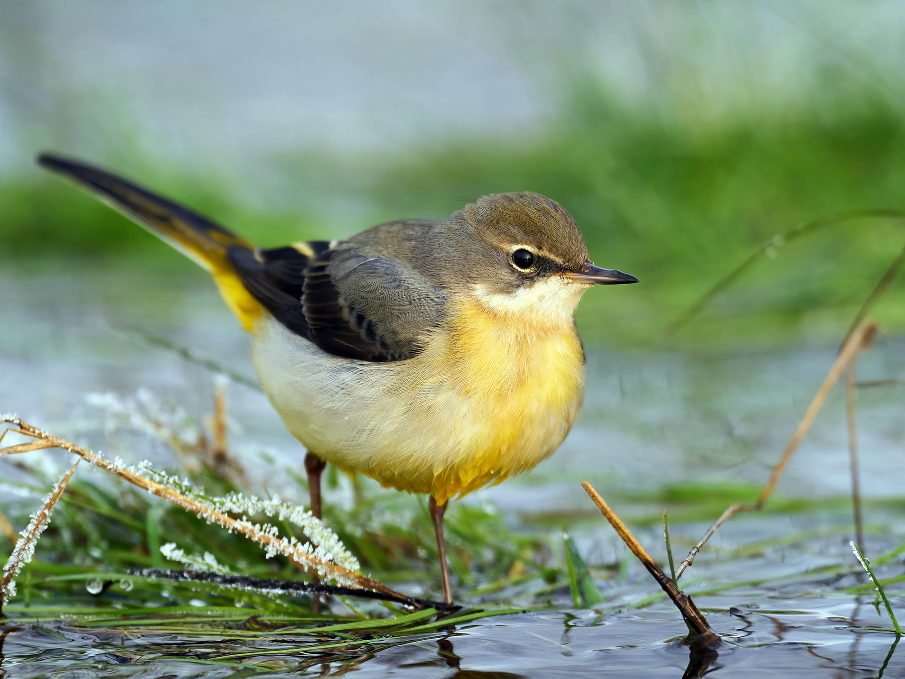 Grey Wagtail Bird Facts (Motacilla cinerea) | Birdfact