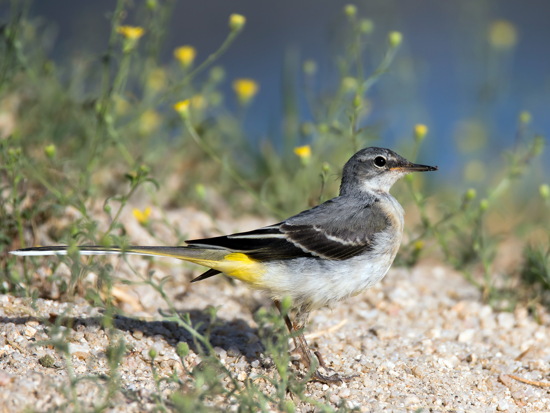 Grey Wagtail Bird Facts (Motacilla cinerea) | Birdfact