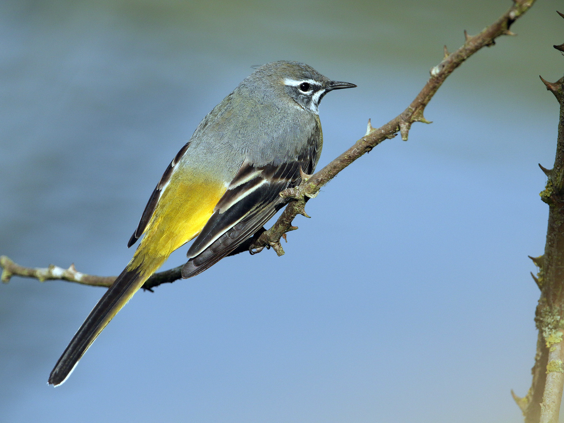 Grey Wagtail Bird Facts (Motacilla cinerea) | Birdfact