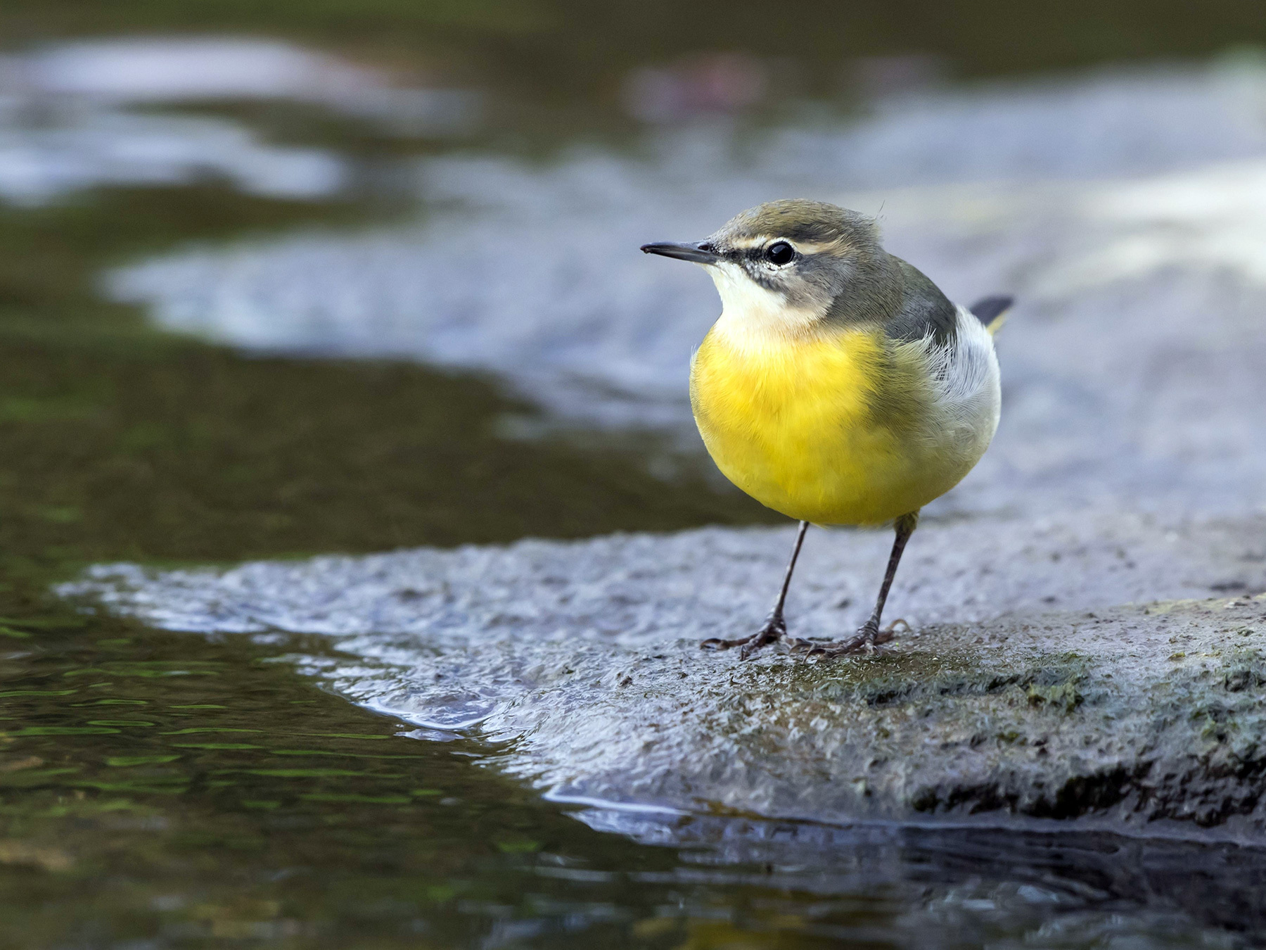 Grey Wagtail Bird Facts (Motacilla cinerea) | Birdfact