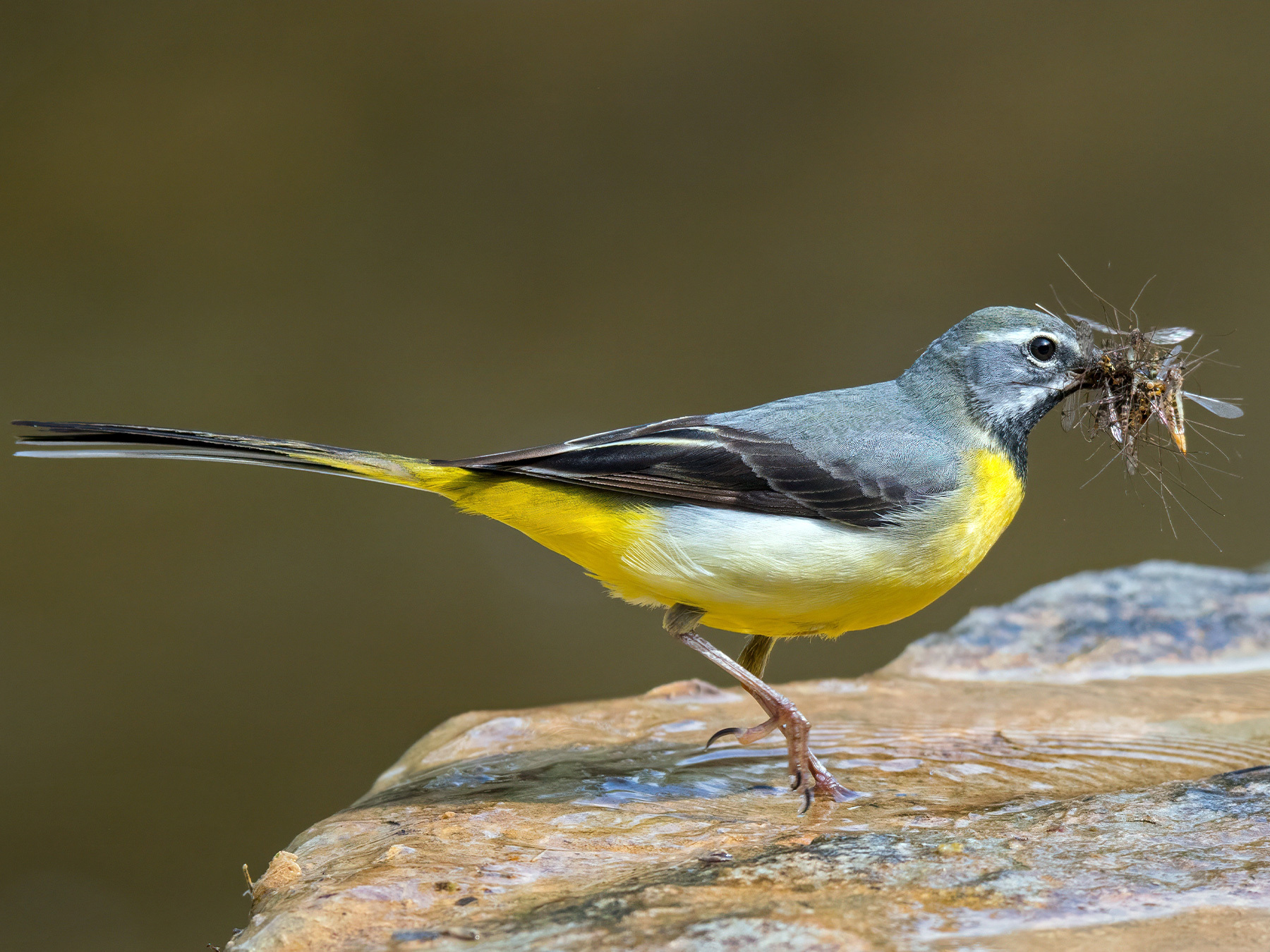 Grey Wagtail Bird Facts (Motacilla cinerea) | Birdfact