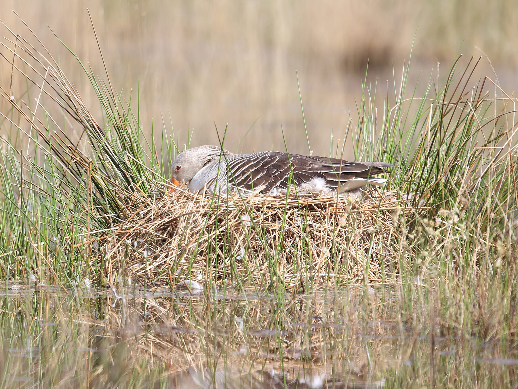 Greylag Goose Bird Facts (Anser anser) | Birdfact