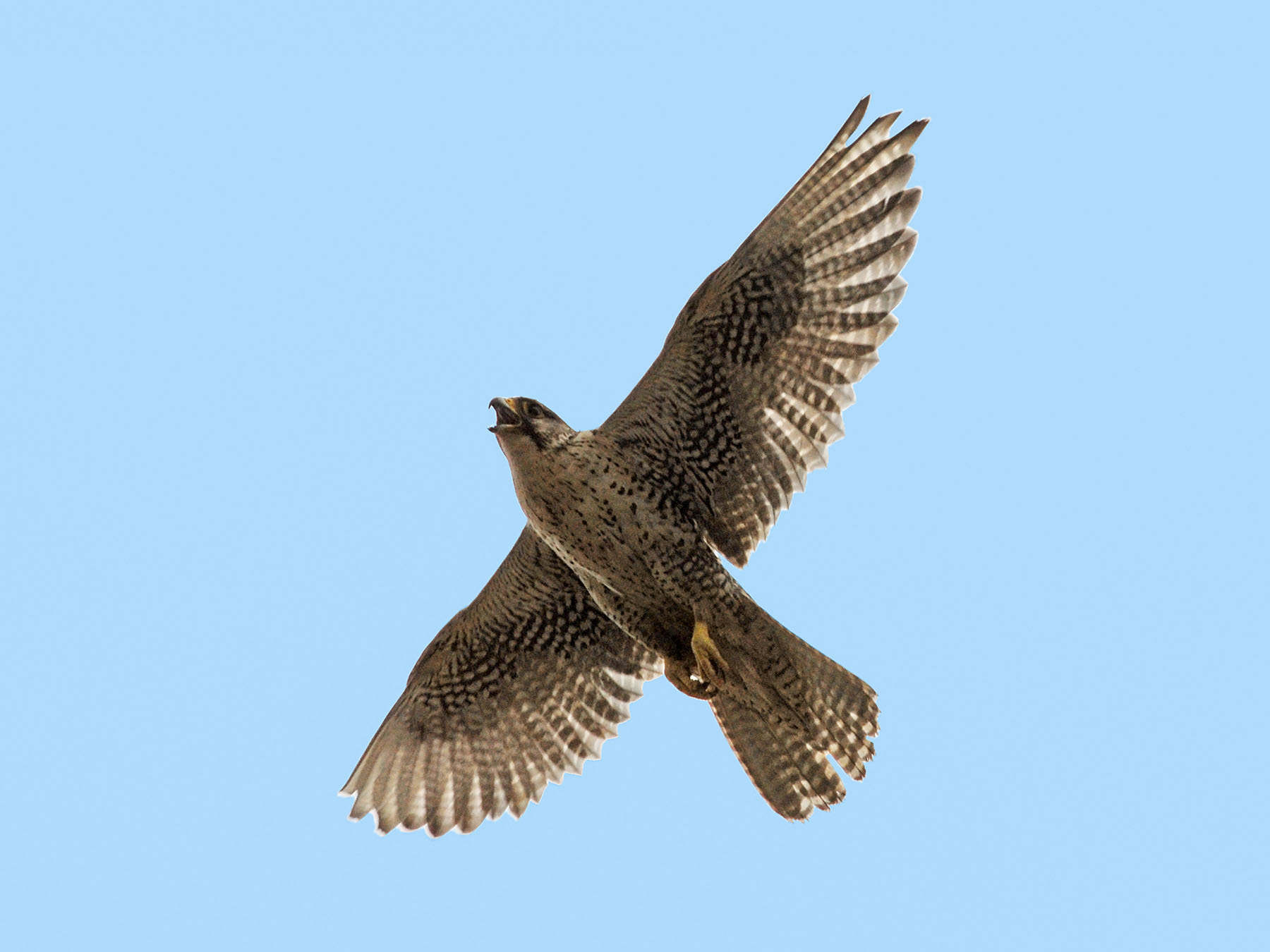 Gyrfalcon Bird Facts (Falco rusticolus) | Birdfact