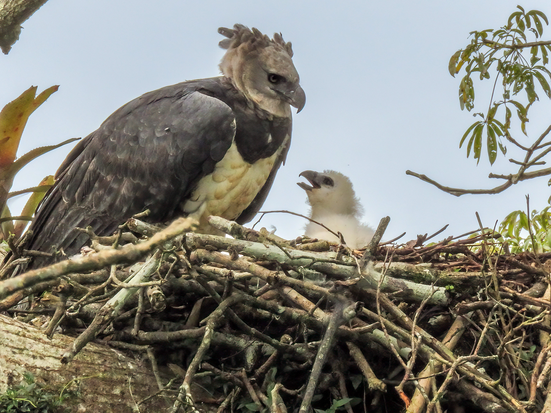Harpy Eagle Bird Facts (Harpia harpyja) | Birdfact