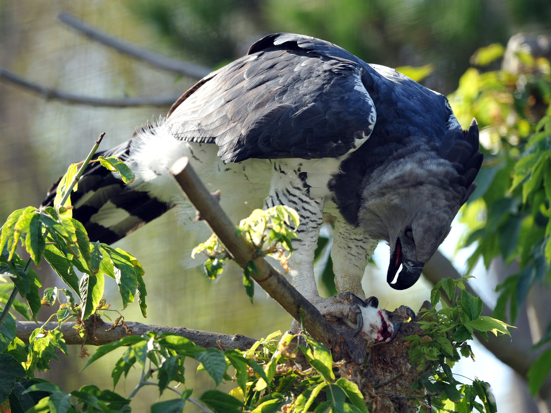 Harpy Eagle Bird Facts (Harpia harpyja) | Birdfact