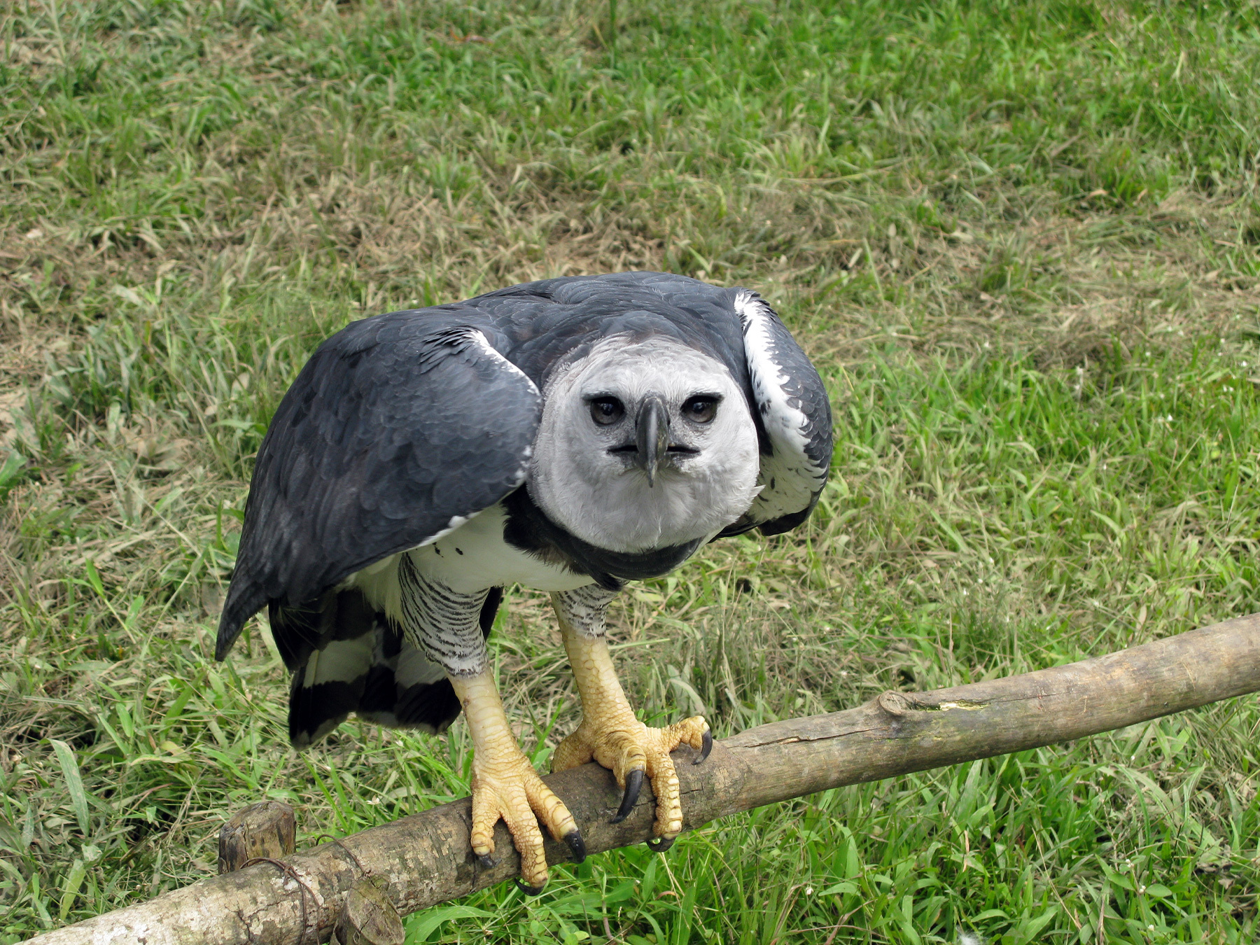 Harpy Eagle Bird Facts (Harpia harpyja) | Birdfact