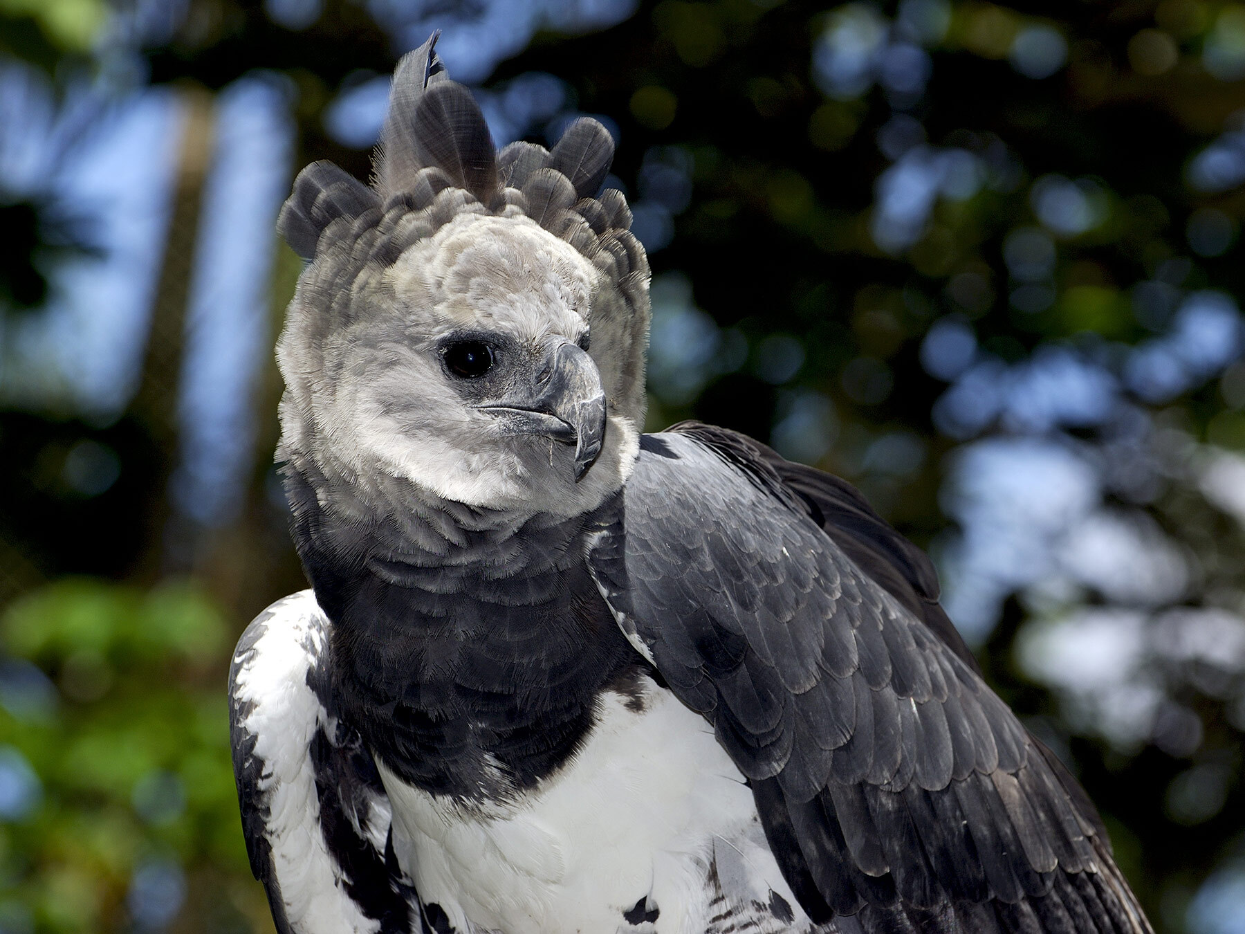 Harpy Eagle Bird Facts (Harpia harpyja) | Birdfact