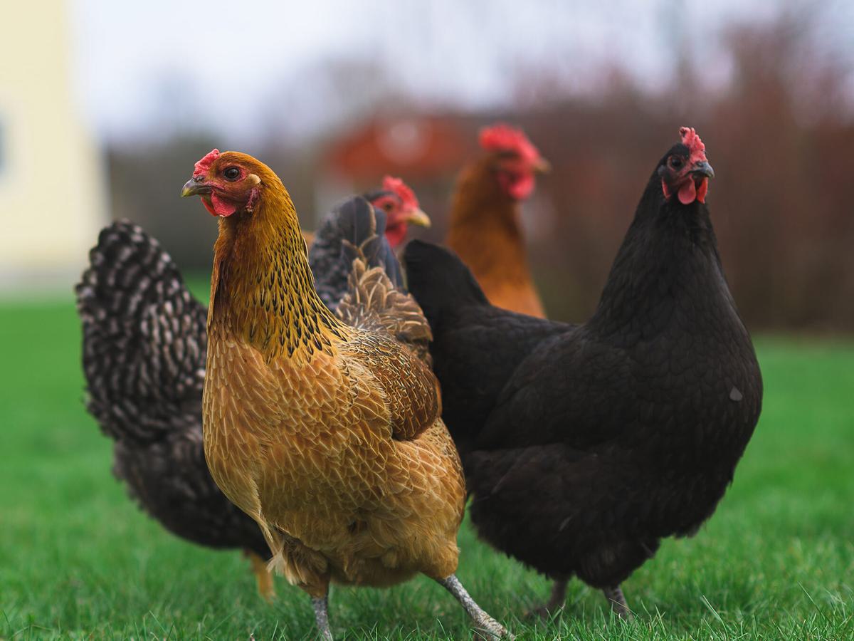How Long Do Chickens Live Birdfact how-long-do-chickens-live-birdfact
