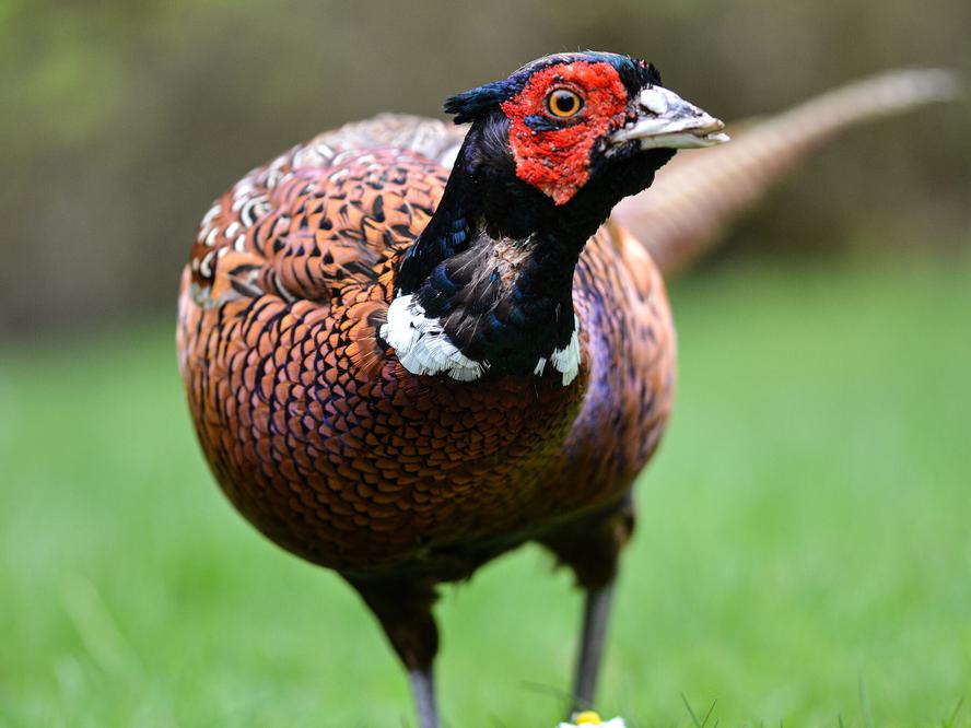 What Do Pheasants Eat Birdfact