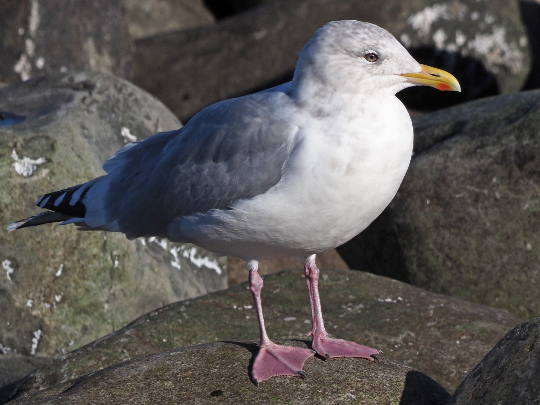 Iceland Gull Bird Facts (Larus glaucoides) | Birdfact