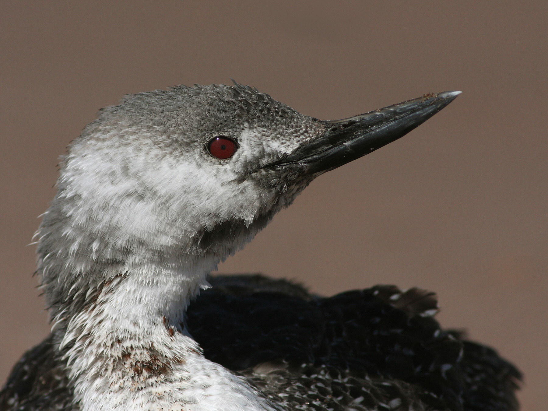 Arctic Loon Bird Facts (Gavia arctica) | Birdfact