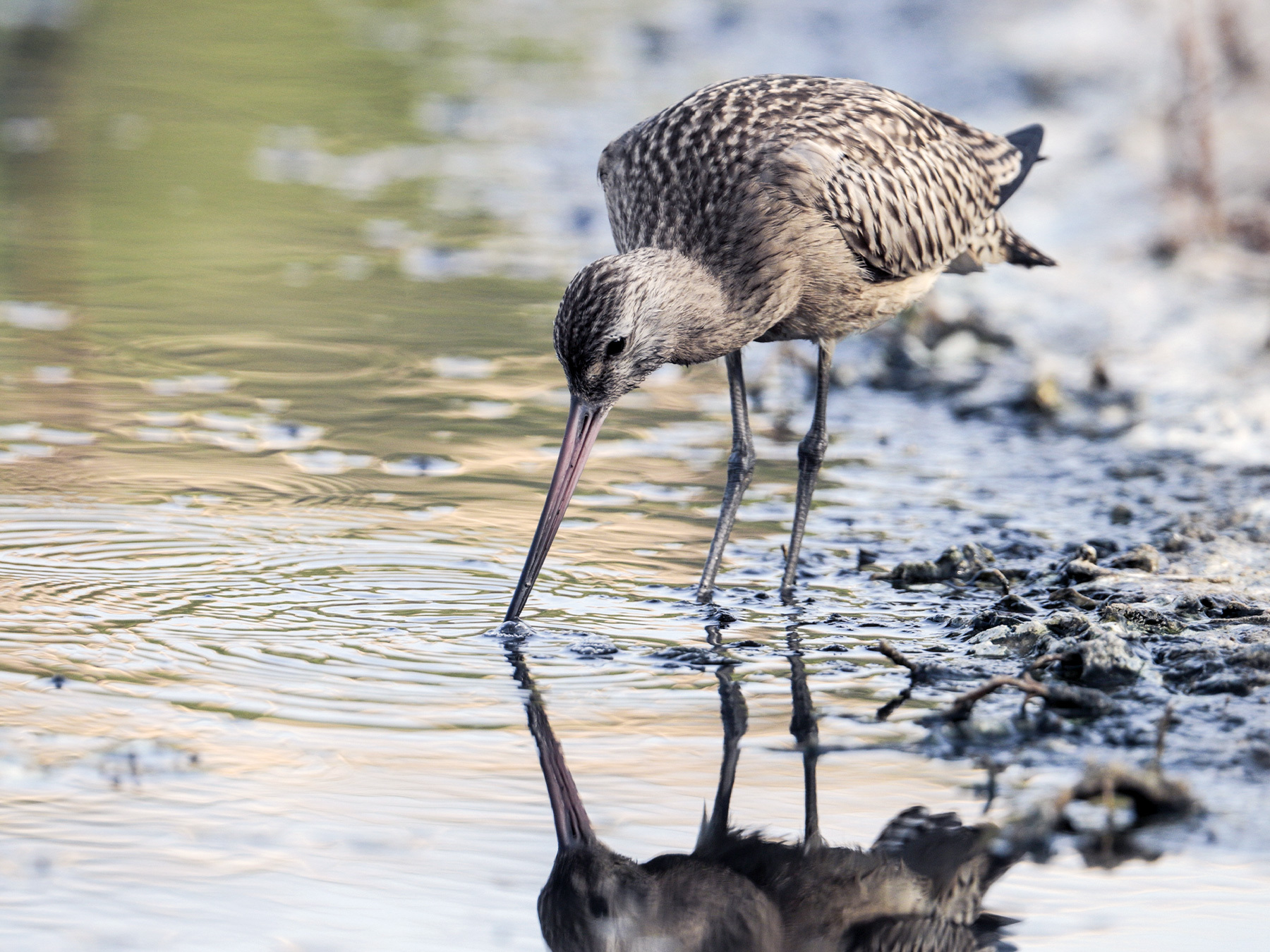Bar-tailed Godwit Bird Facts (Limosa lapponica) | Birdfact
