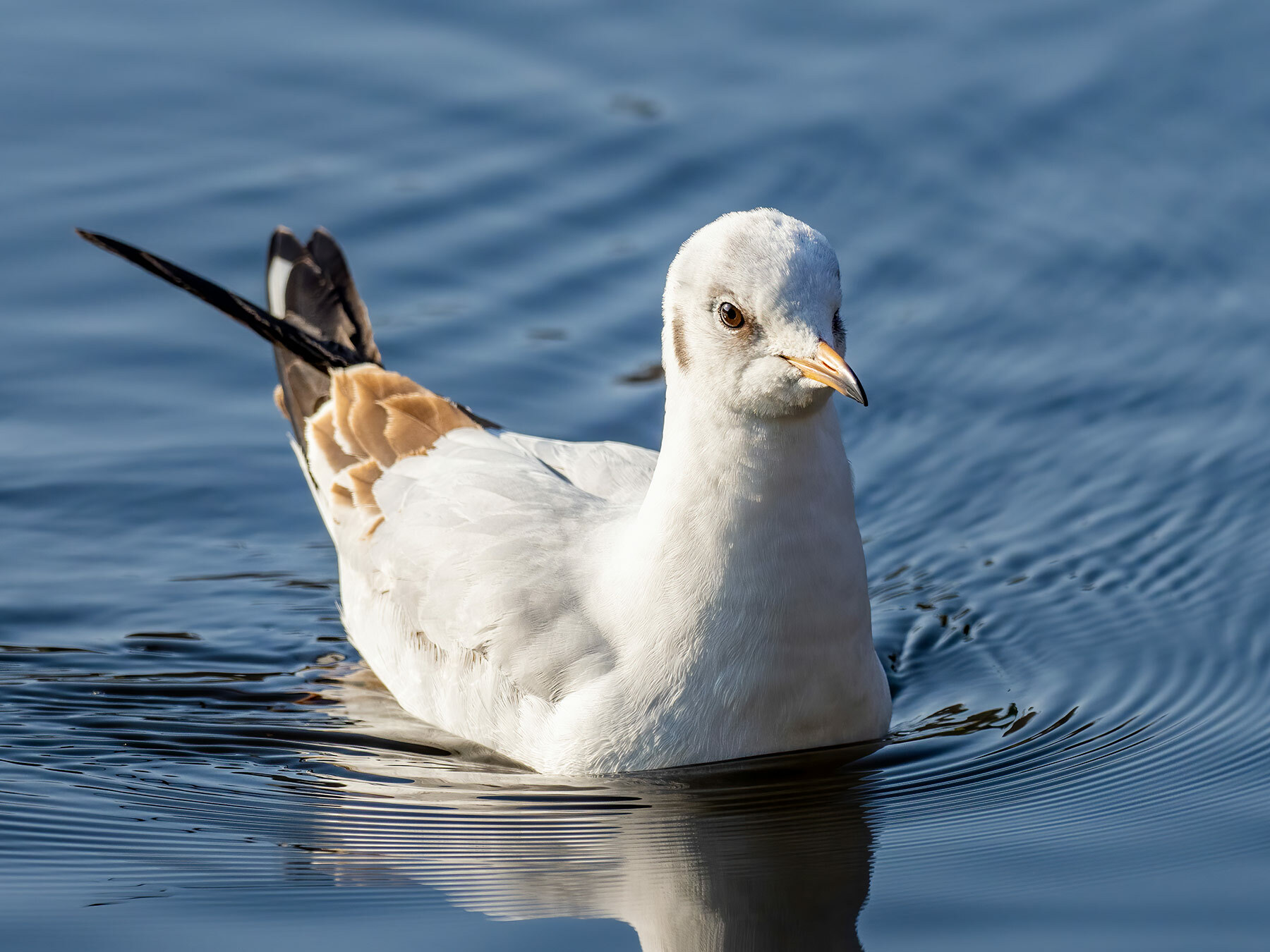 Black-Headed Gull Bird Facts (Larus ridibundus) | Birdfact