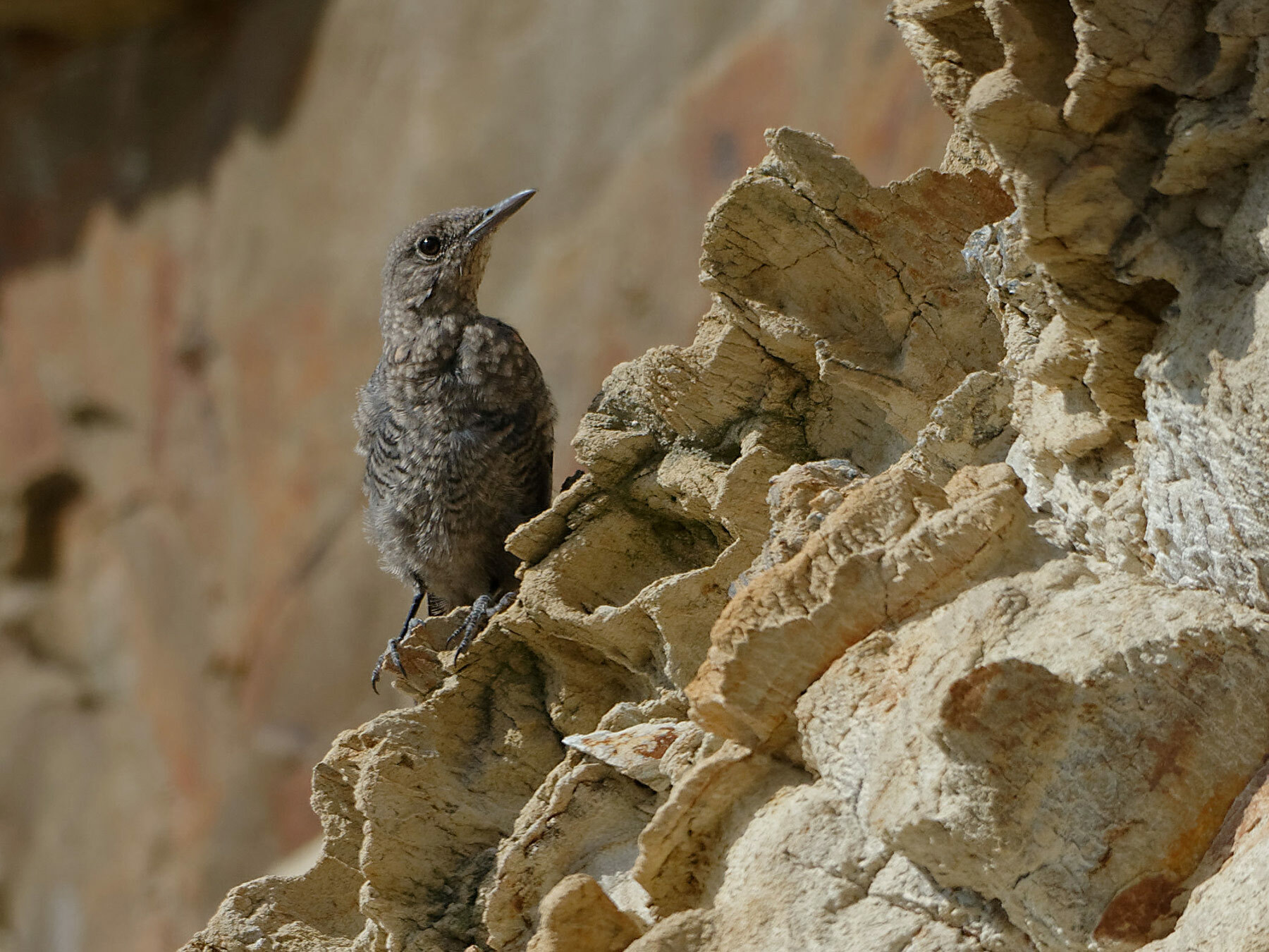 Blue Rock Thrush Bird Facts (Monticola solitarius) | Birdfact