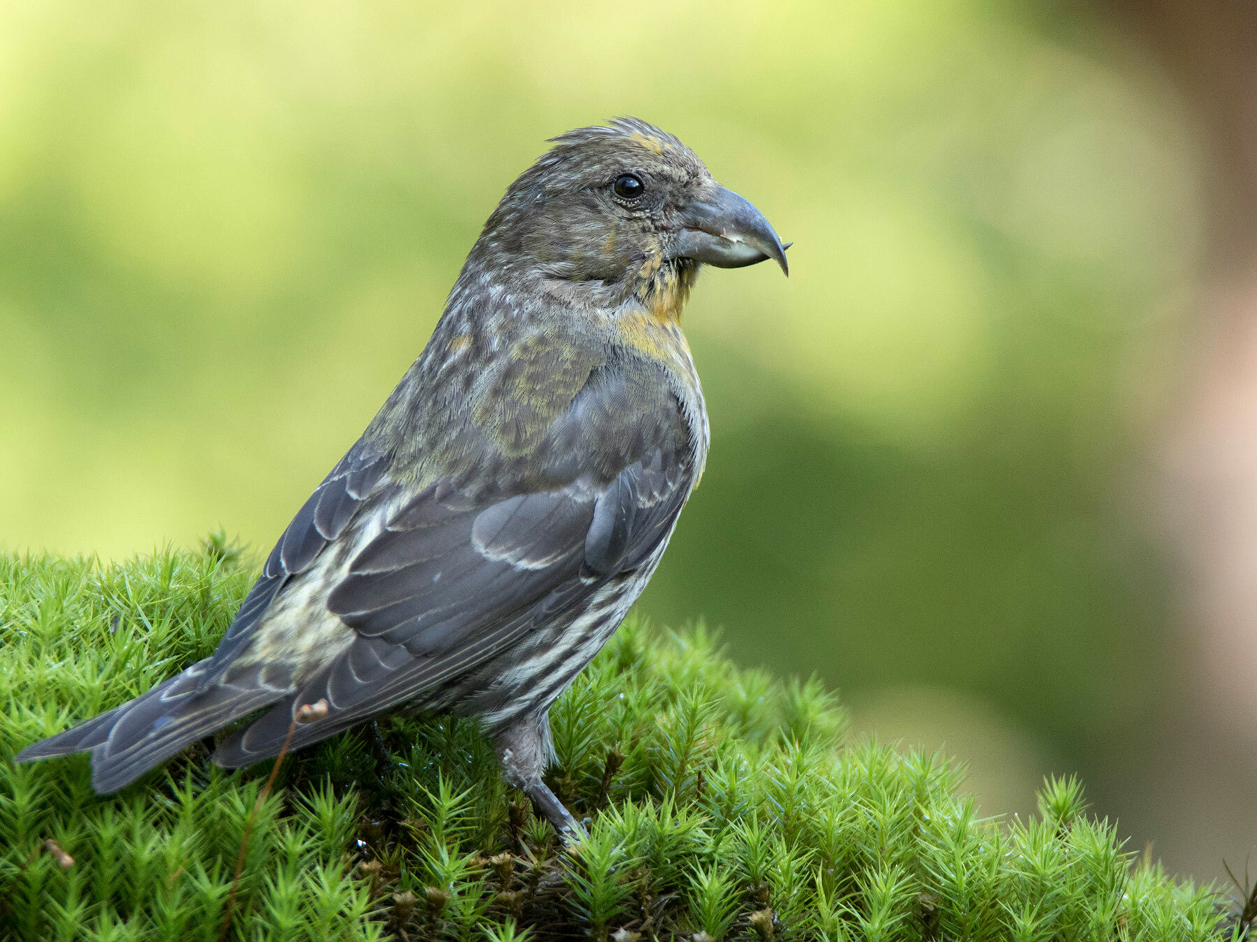 Crossbill Bird Facts (Loxia curvirostra) | Birdfact