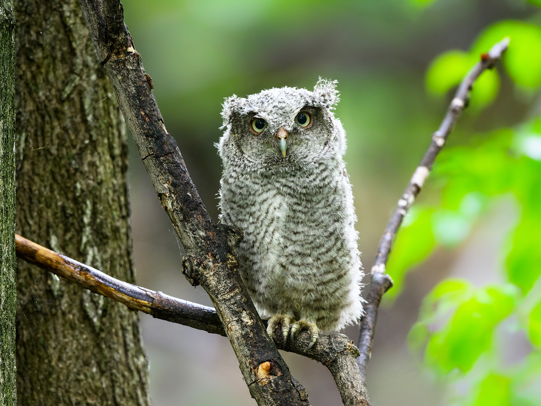Eastern Screech-Owl Bird Facts (Megascops asio) | Birdfact