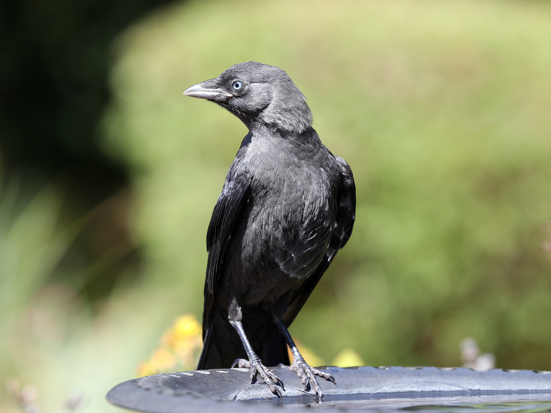 Jackdaw Bird Facts (Corvus monedula) | Birdfact