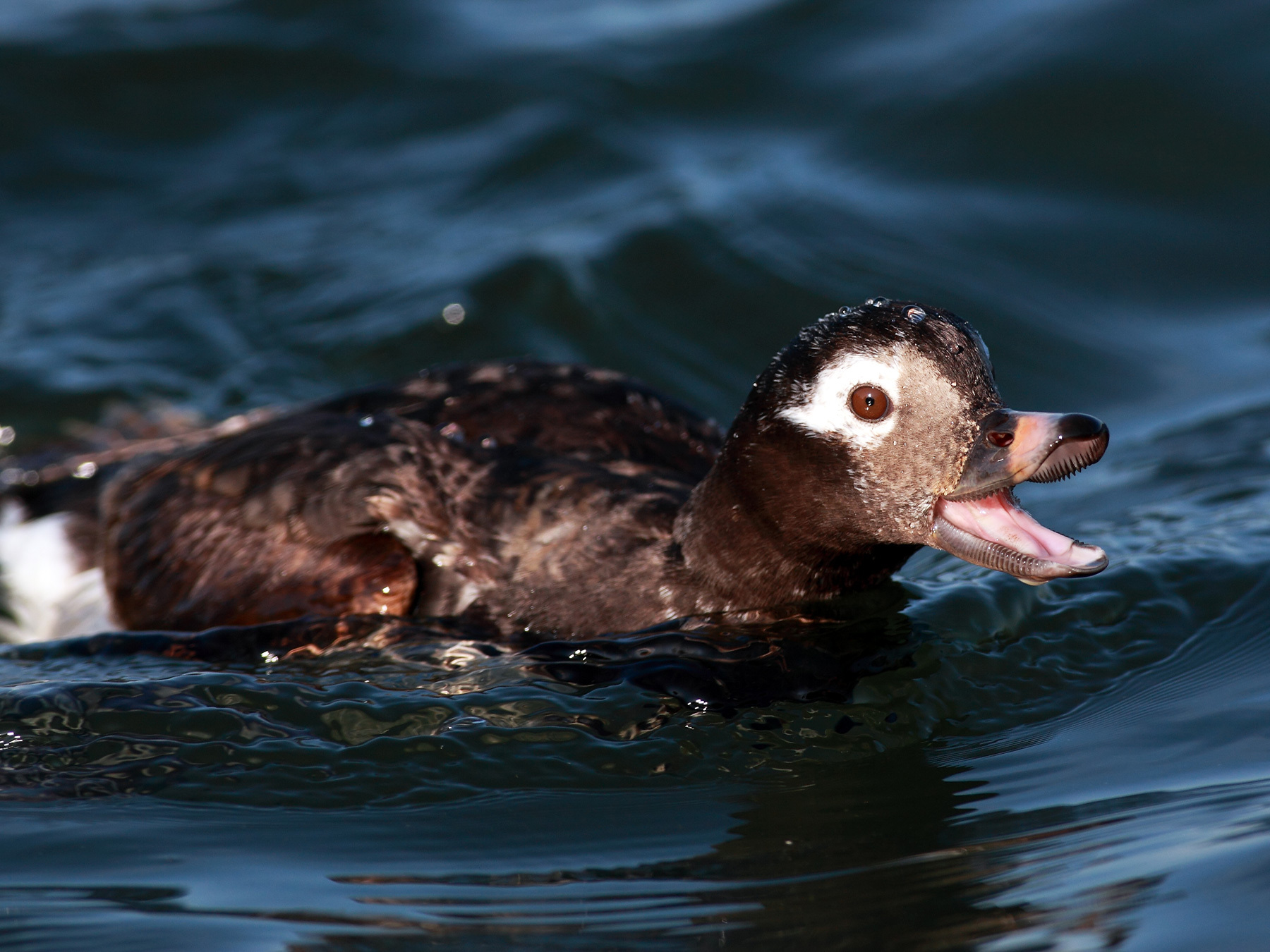 Long-Tailed Duck Bird Facts (Clangula hyemalis) | Birdfact