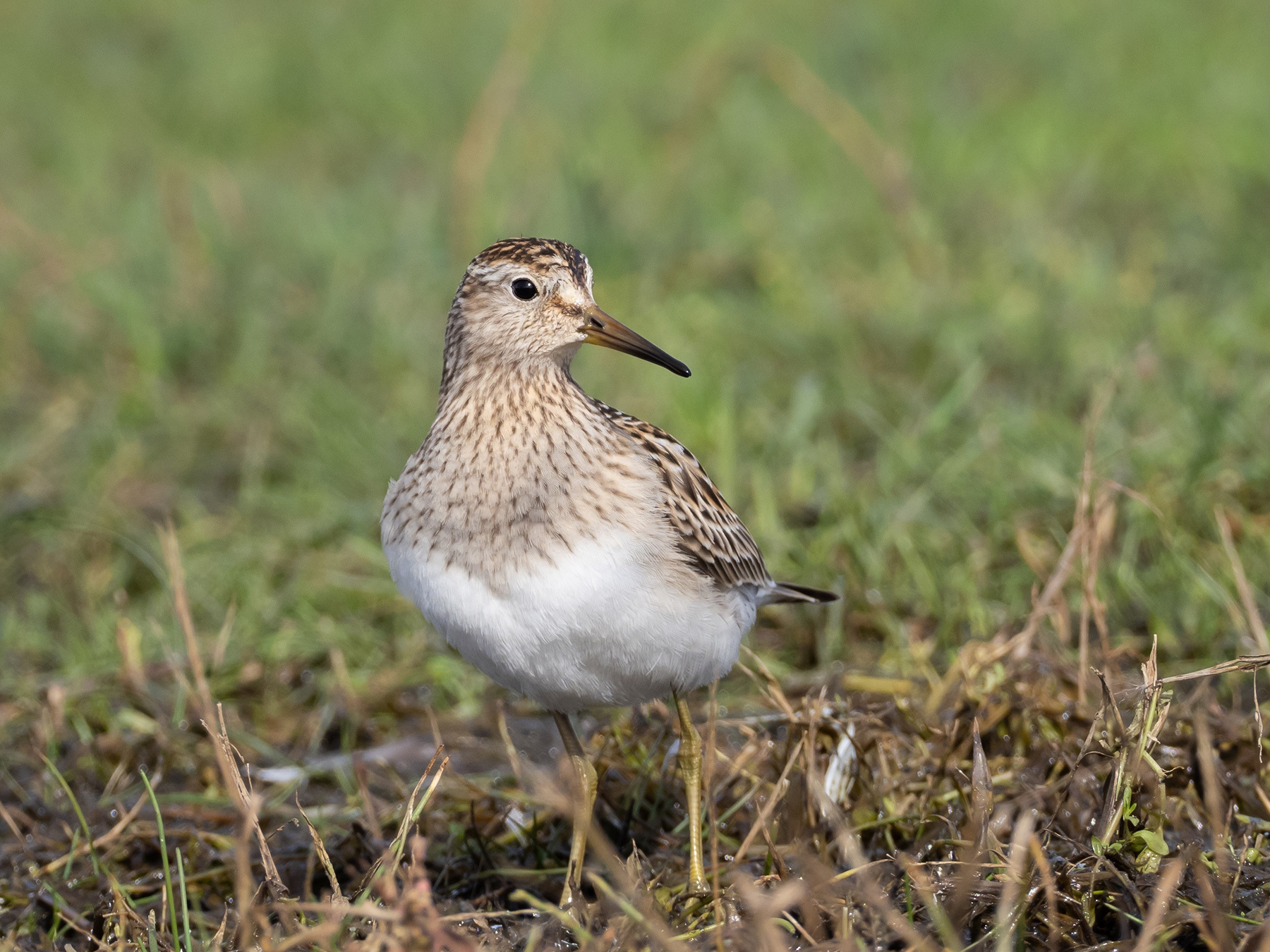 Pectoral Sandpiper Bird Facts (Calidris melanotos) | Birdfact