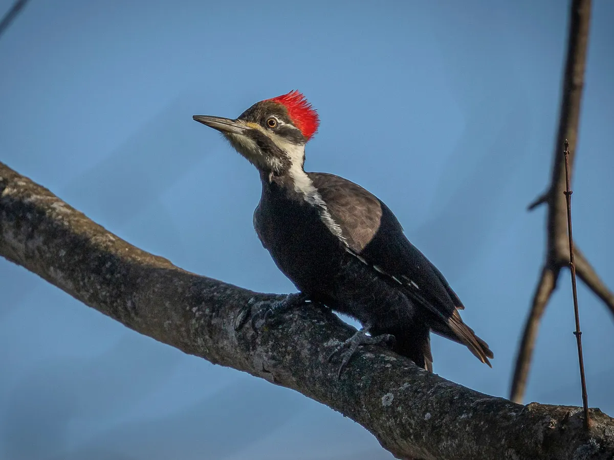 Pileated Woodpecker Nesting: A Complete Guide | Birdfact Pileated Woodpecker Nesting: A Complete Guide | Birdfact