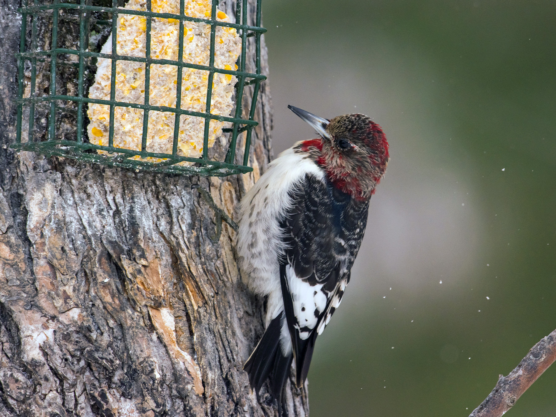 Red-headed Woodpecker Bird Facts (Melanerpes… | Birdfact