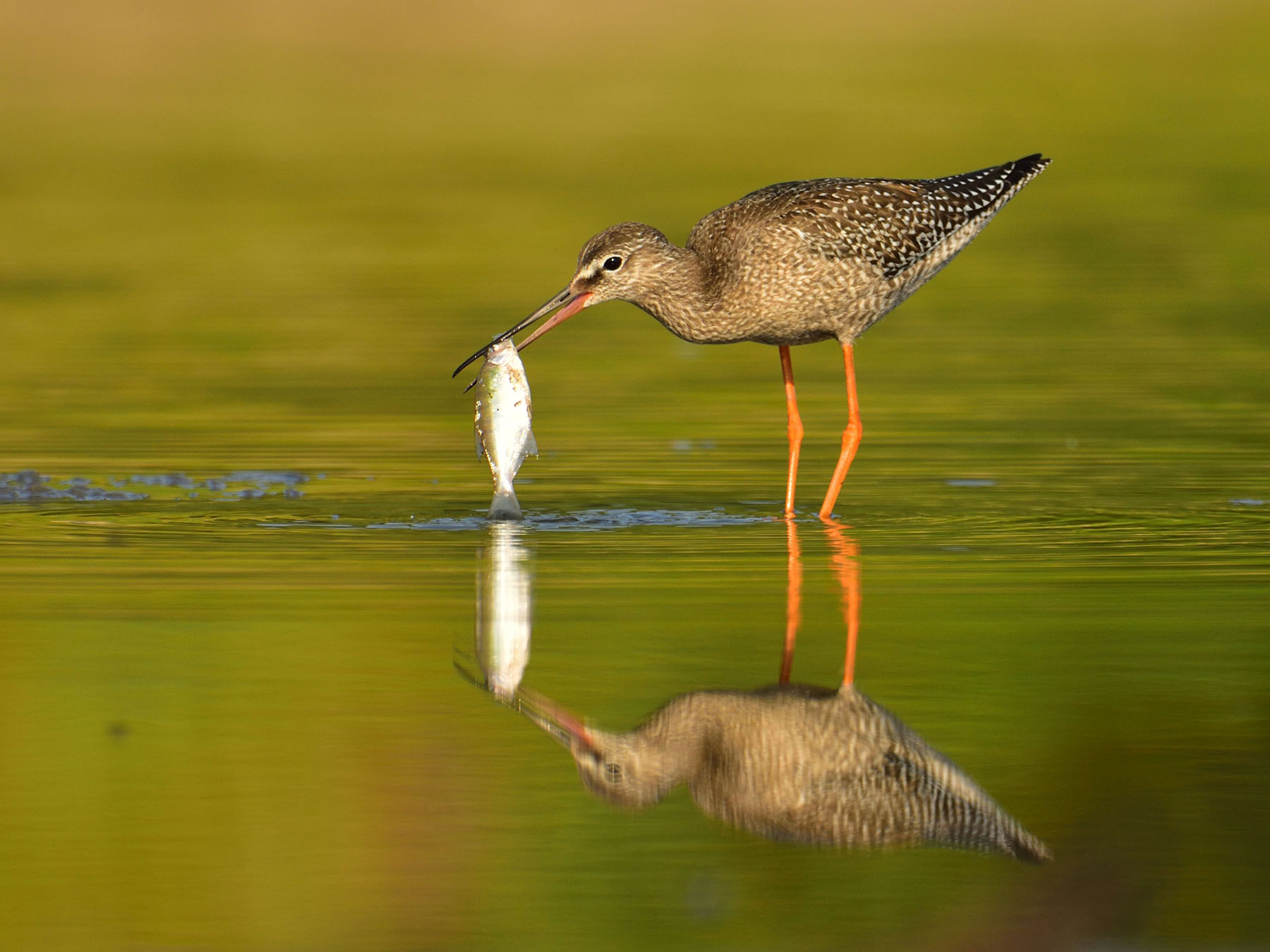 Spotted Redshank Bird Facts (Tringa erythropus) | Birdfact