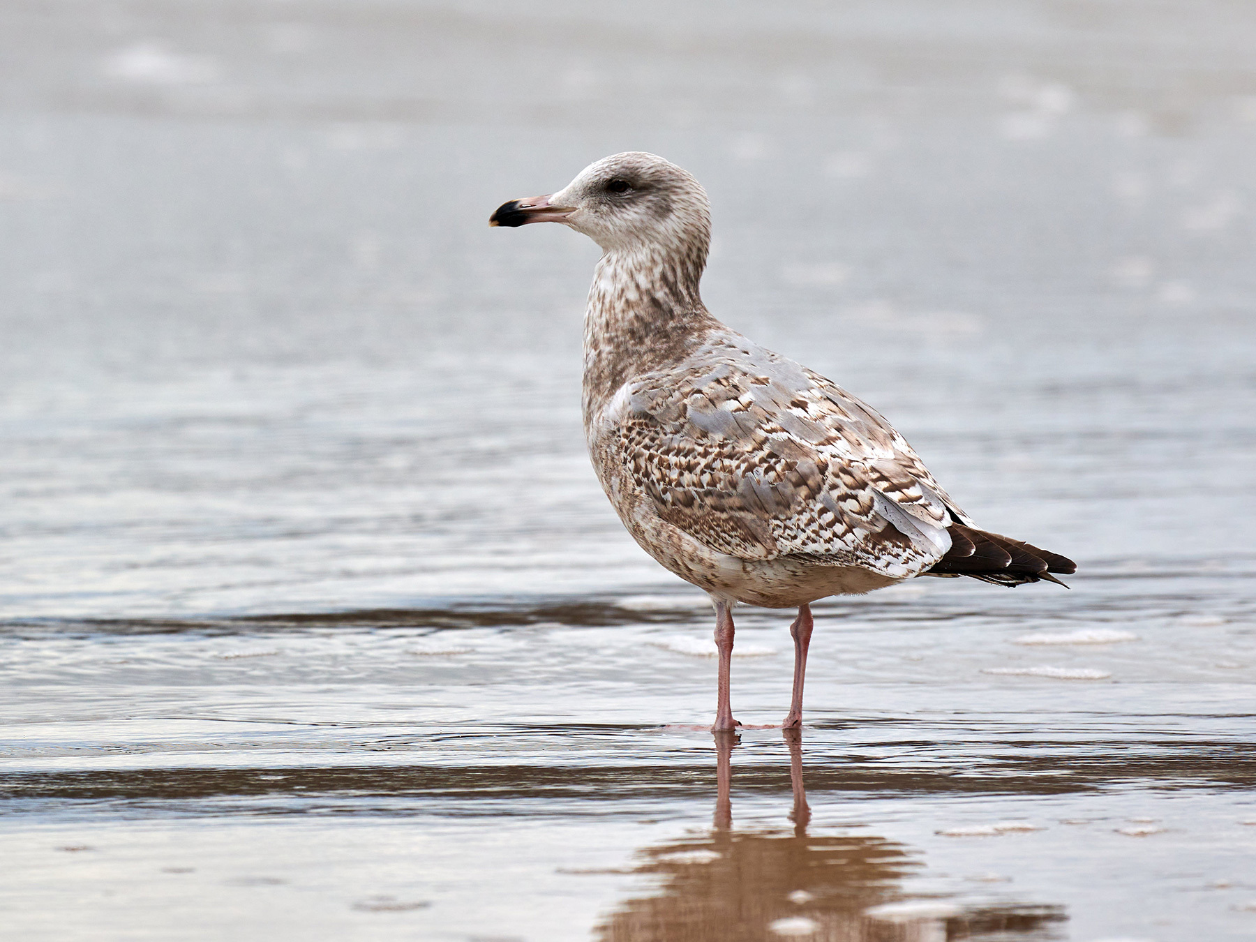Yellow-Legged Gull Bird Facts (Larus michahellis) | Birdfact