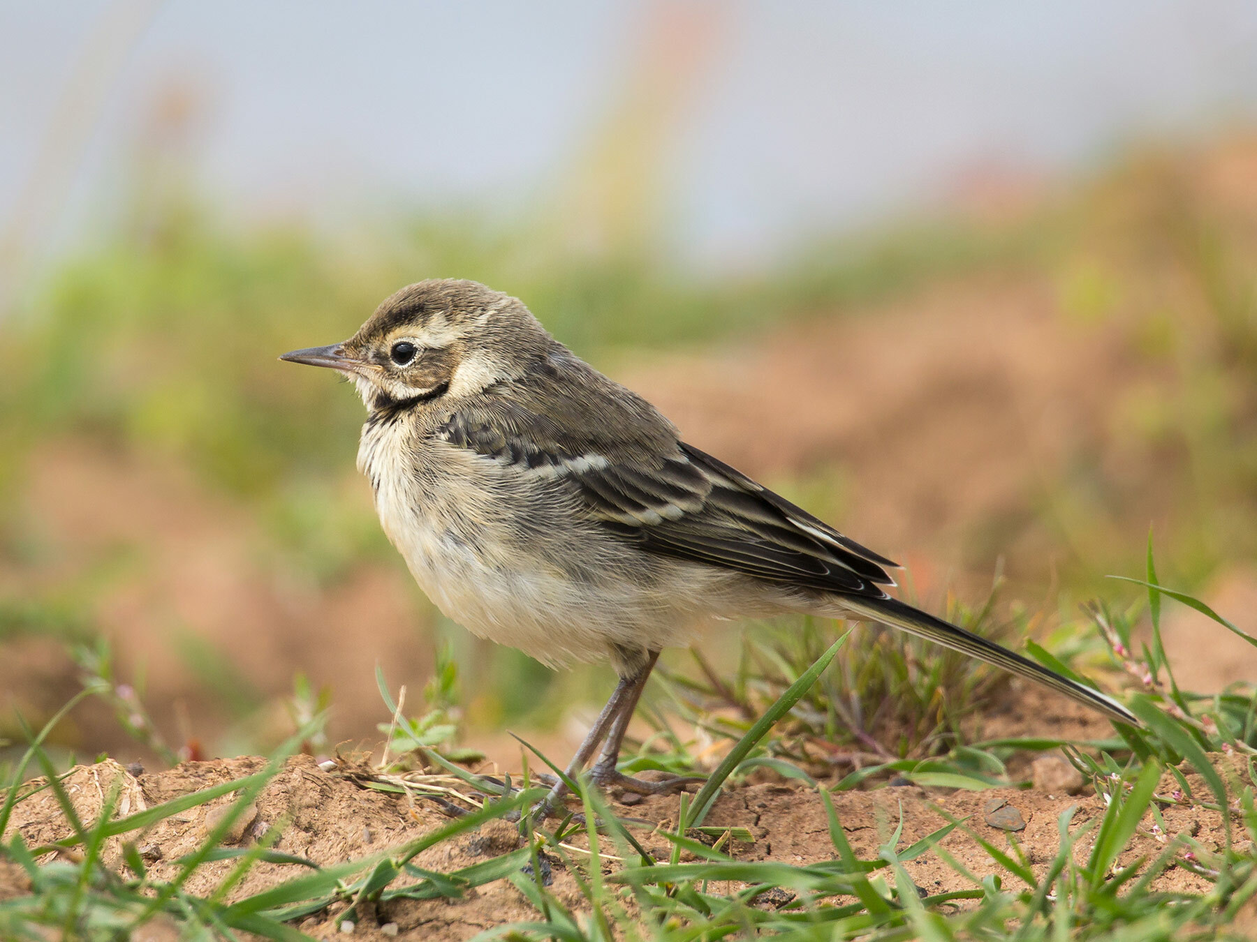 Yellow Wagtail Bird Facts (Motacilla flava) | Birdfact