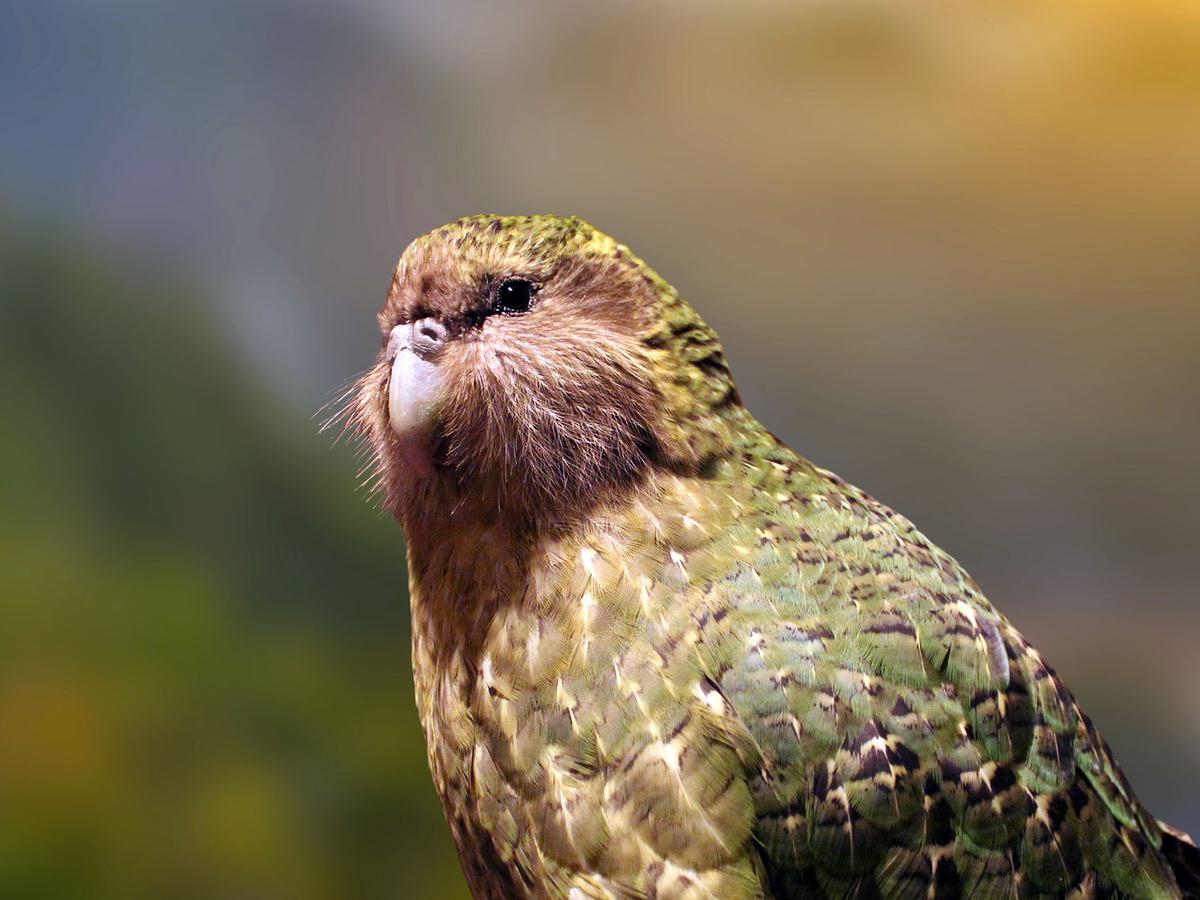 Kakapo Bird Facts (Strigops habroptilus) | Birdfact Kakapo Bird Facts (Strigops habroptilus) | Birdfact