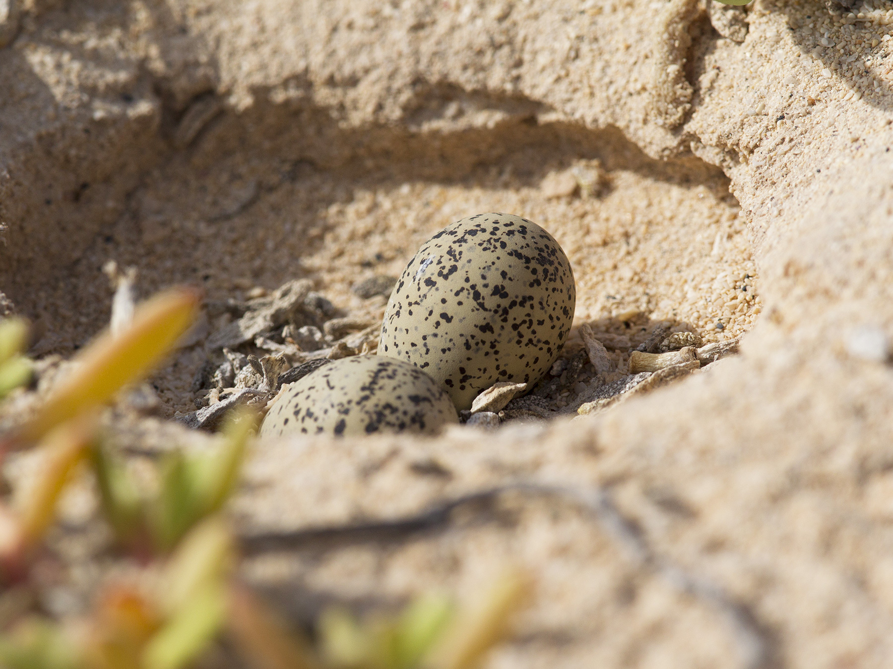 Kentish Plover Bird Facts (Charadrius alexandrinus) | Birdfact