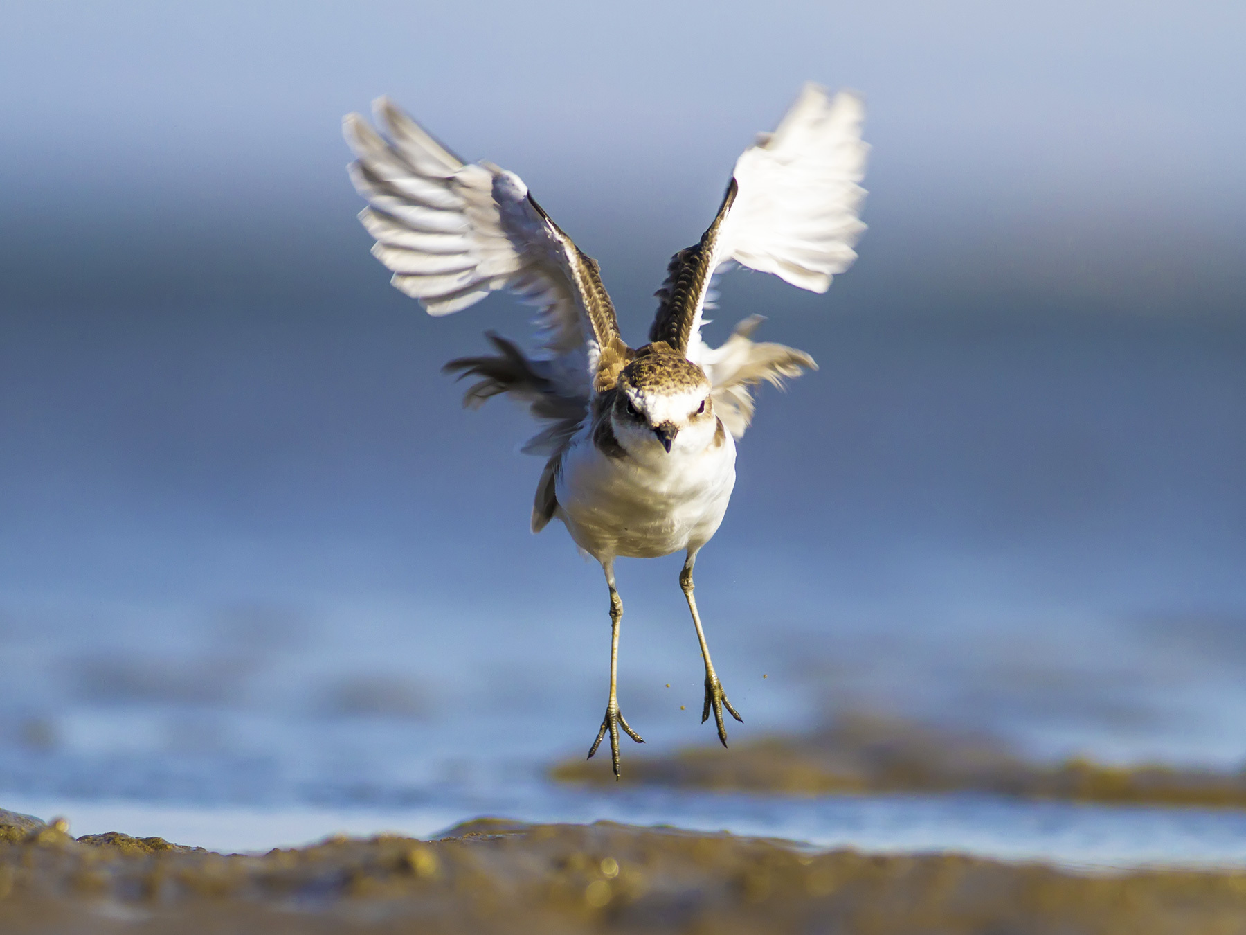 Kentish Plover Bird Facts (Charadrius alexandrinus) | Birdfact