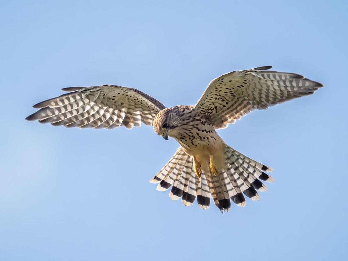 Kestrel Hovering: A Complete Guide | Birdfact Kestrel Hovering: A Complete Guide | Birdfact