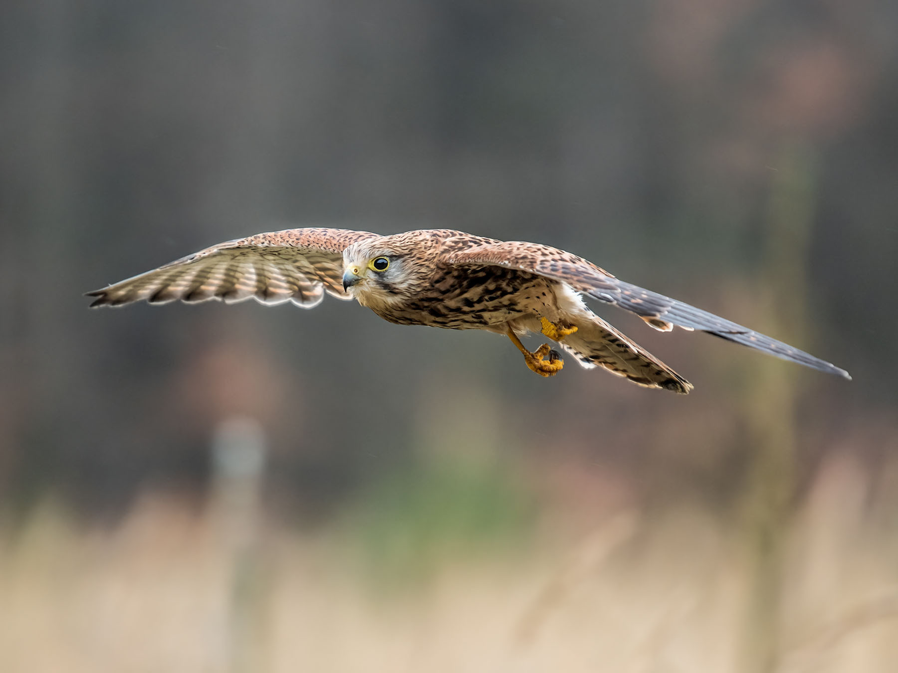 Kestrel In Flight Kestrel The Hovering Hunter That Harnesses The