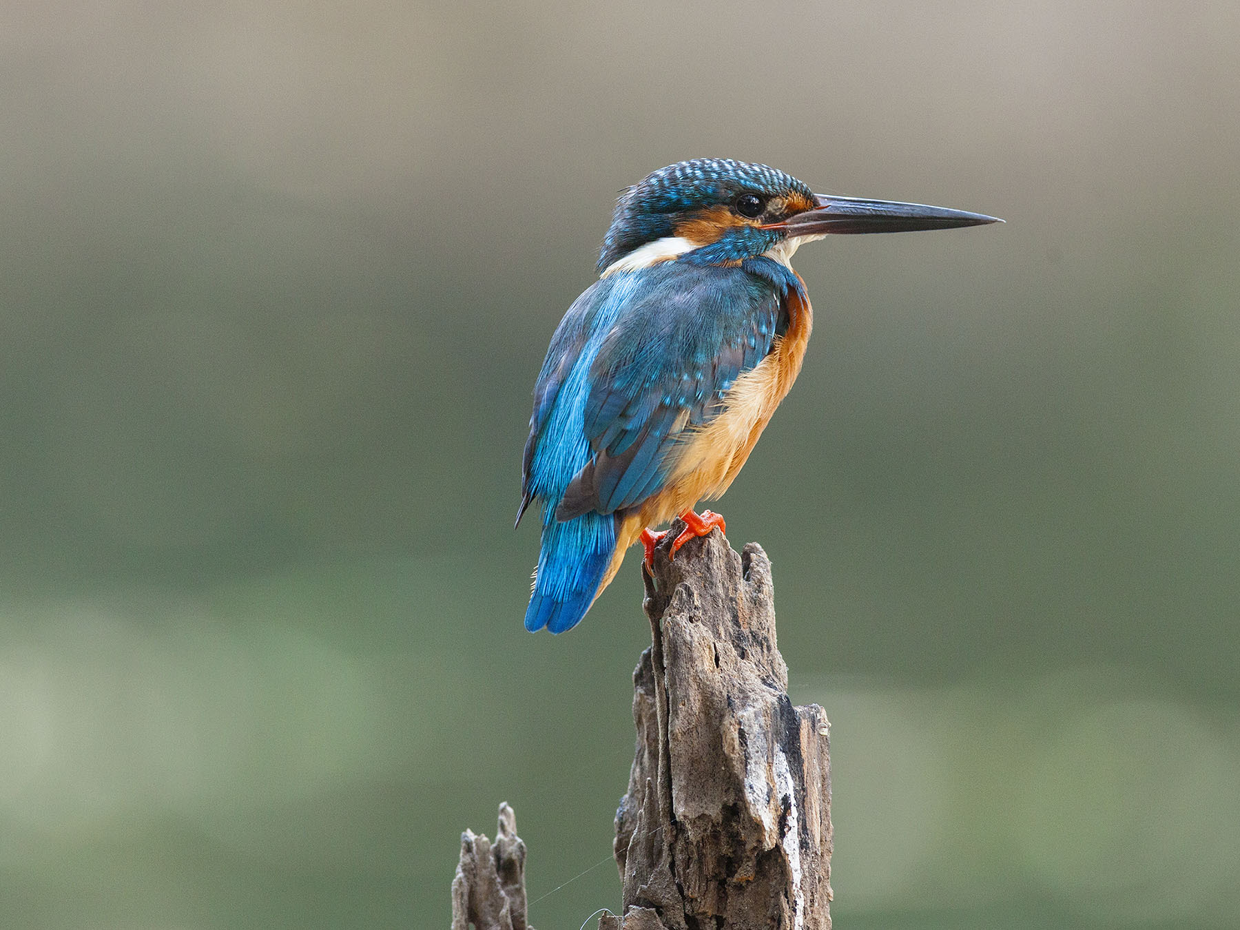 Kingfisher Bird Facts (Alcedo atthis) | Birdfact